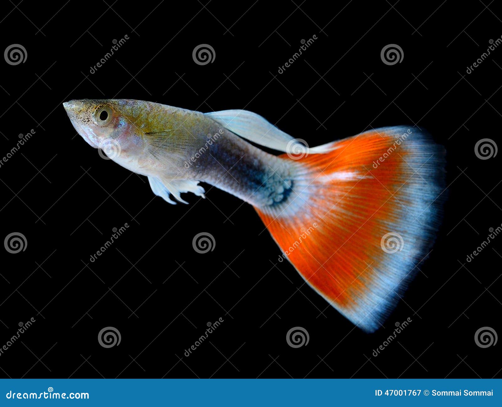 Beautiful Guppy on Black Background Stock Image - Image of cute, tail ...
