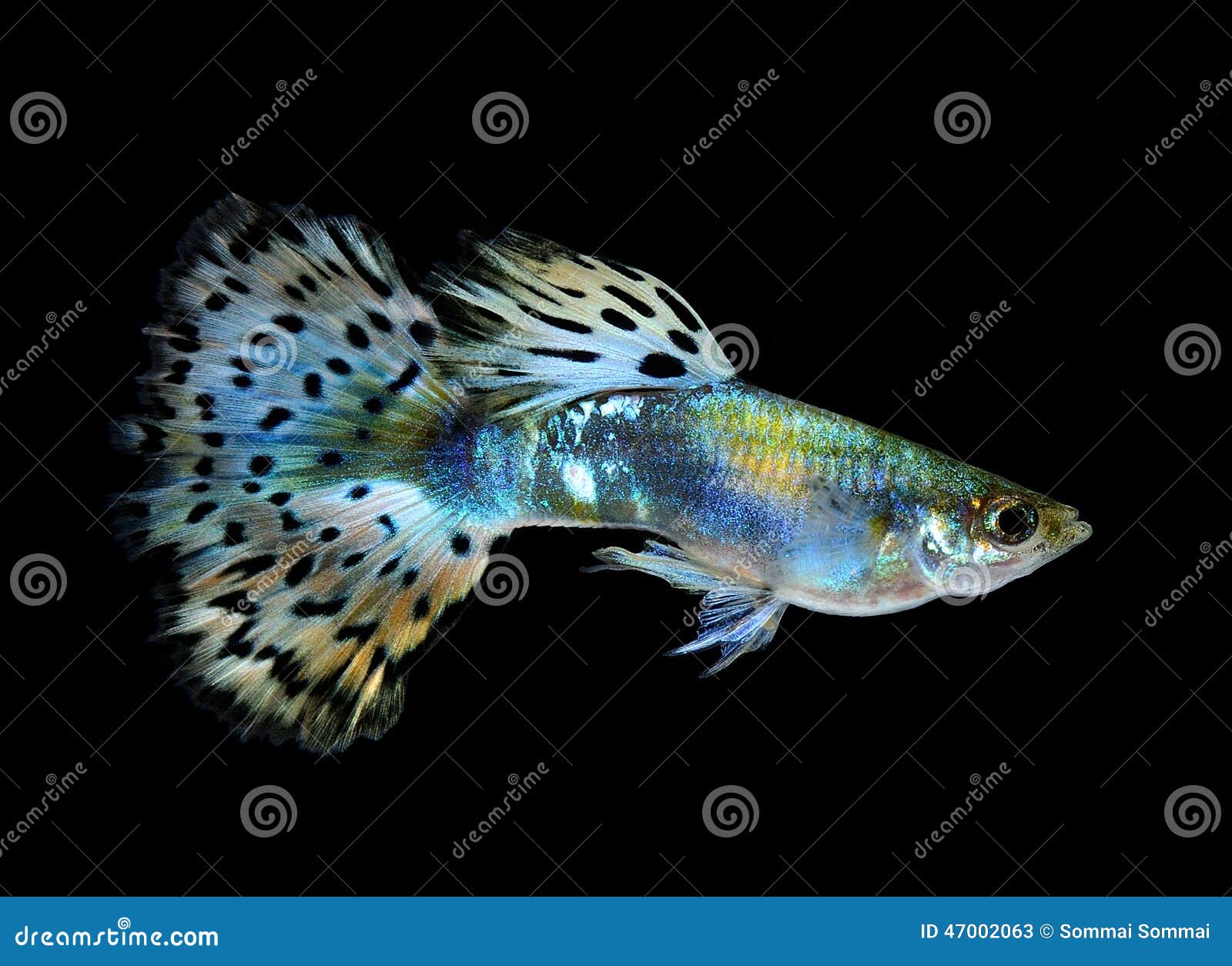 Beautiful Guppy on Black Background Stock Image - Image of black, male ...