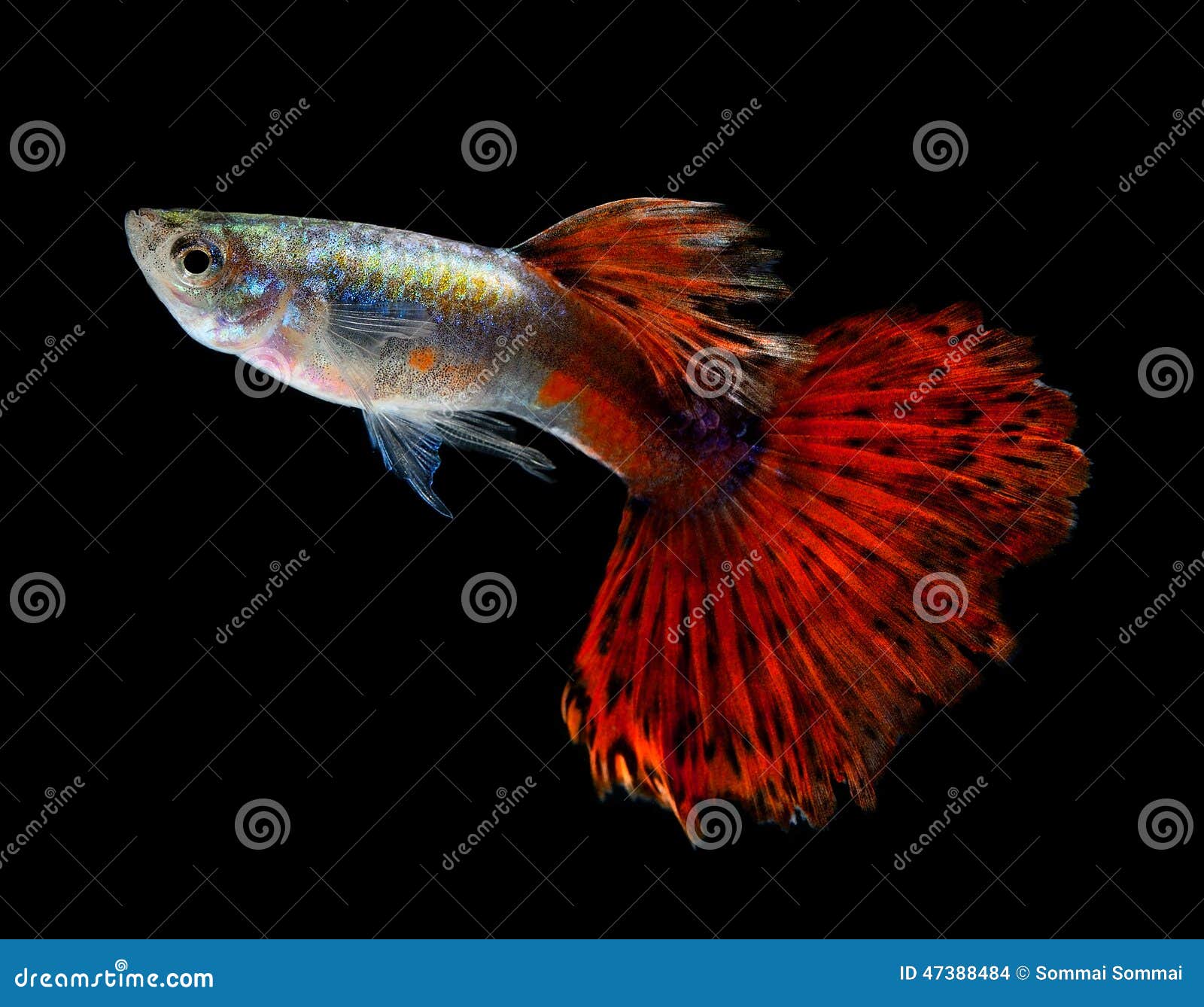 Beautiful Guppy on Black Background Stock Photo - Image of peacock ...