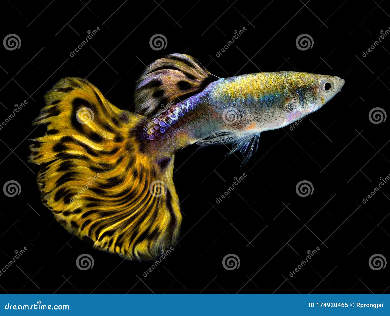 Beautiful Guppy Isolated on Black Background Stock Image - Image of ...