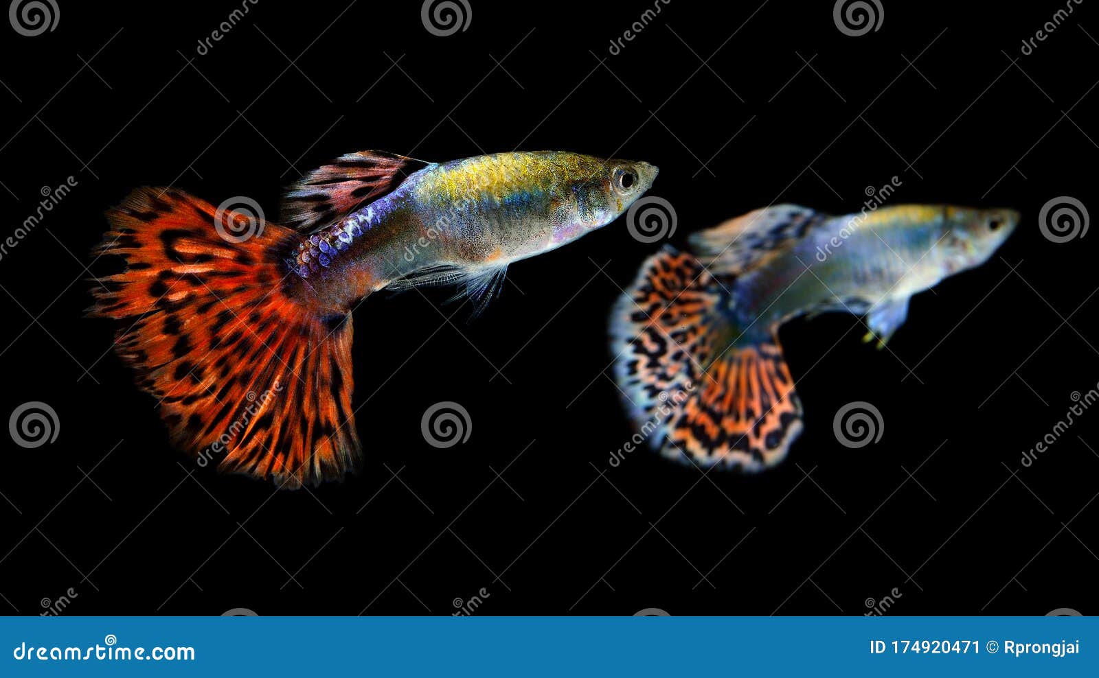 Beautiful Guppy Isolated on Black Background Stock Image - Image of ...