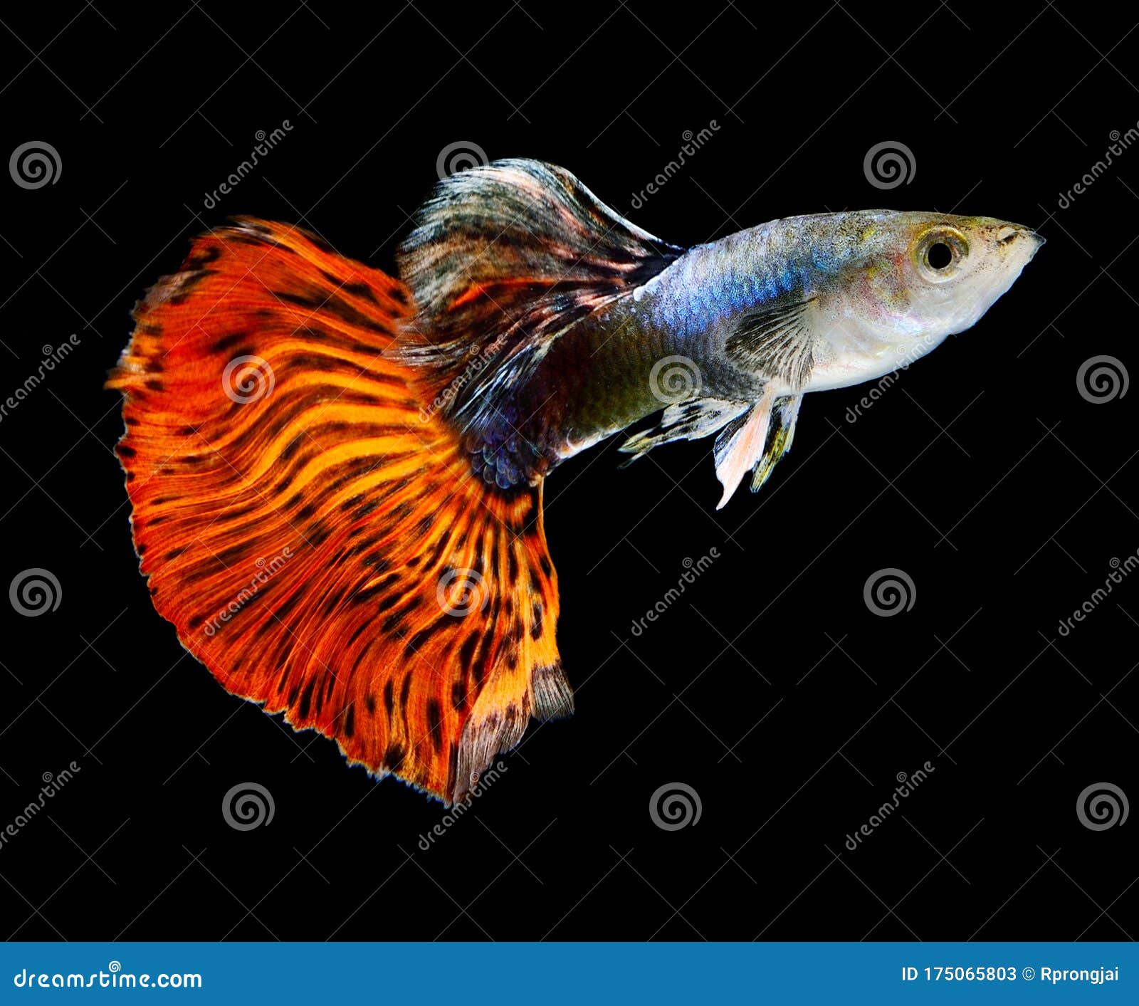 Beautiful Guppy stock image. Image of cute, beauty, animal - 175065803