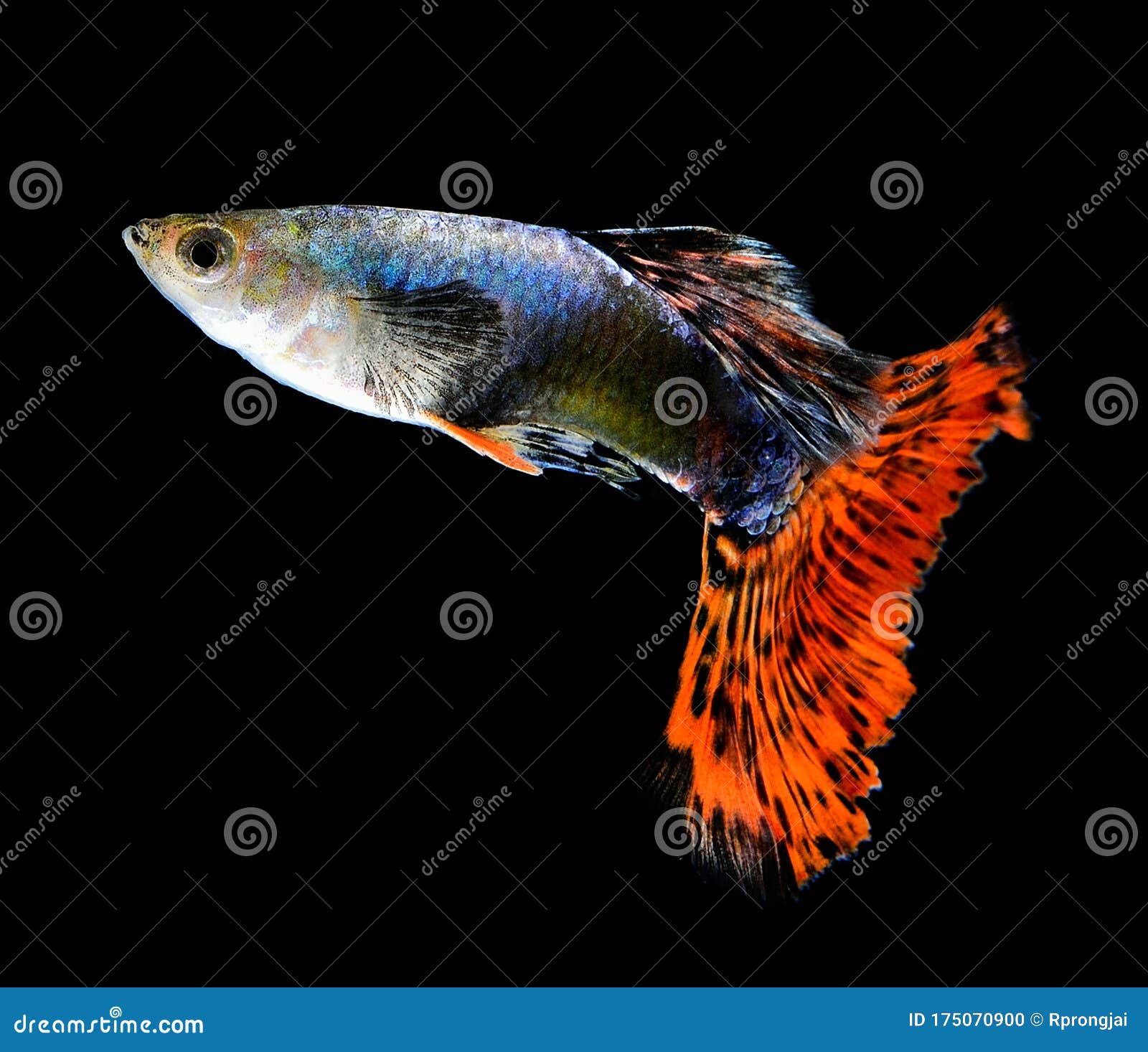 Beautiful Guppy stock photo. Image of lace, tank, black - 175070900