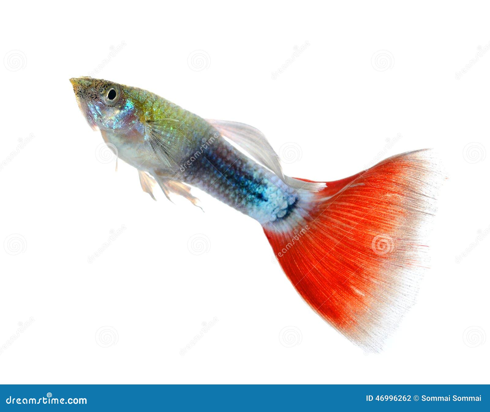 Beautiful Guppy Isolated on Black Background Stock Photo - Image of ...