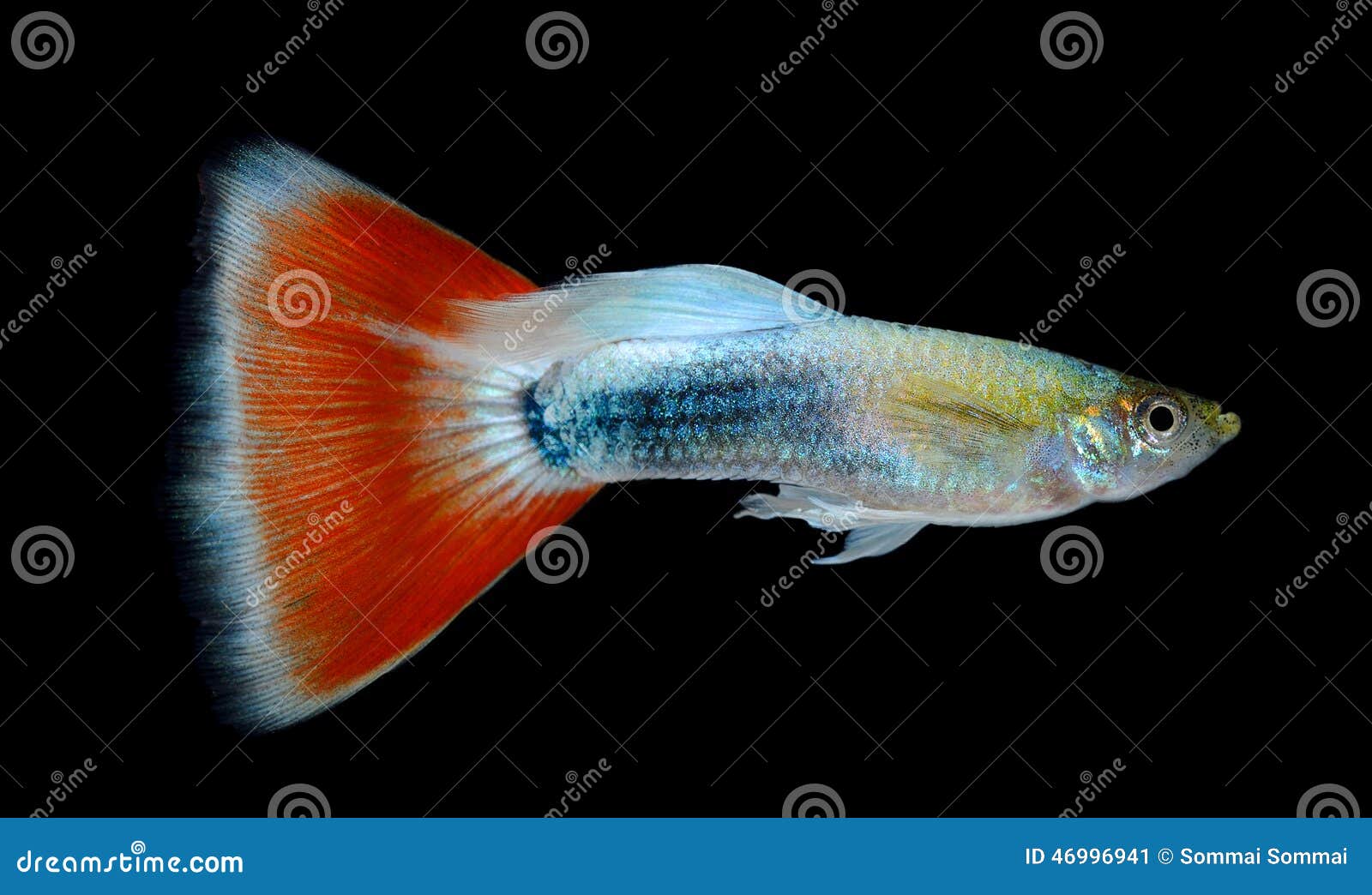 Beautiful Guppy Isolated on Black Background Stock Image - Image of ...