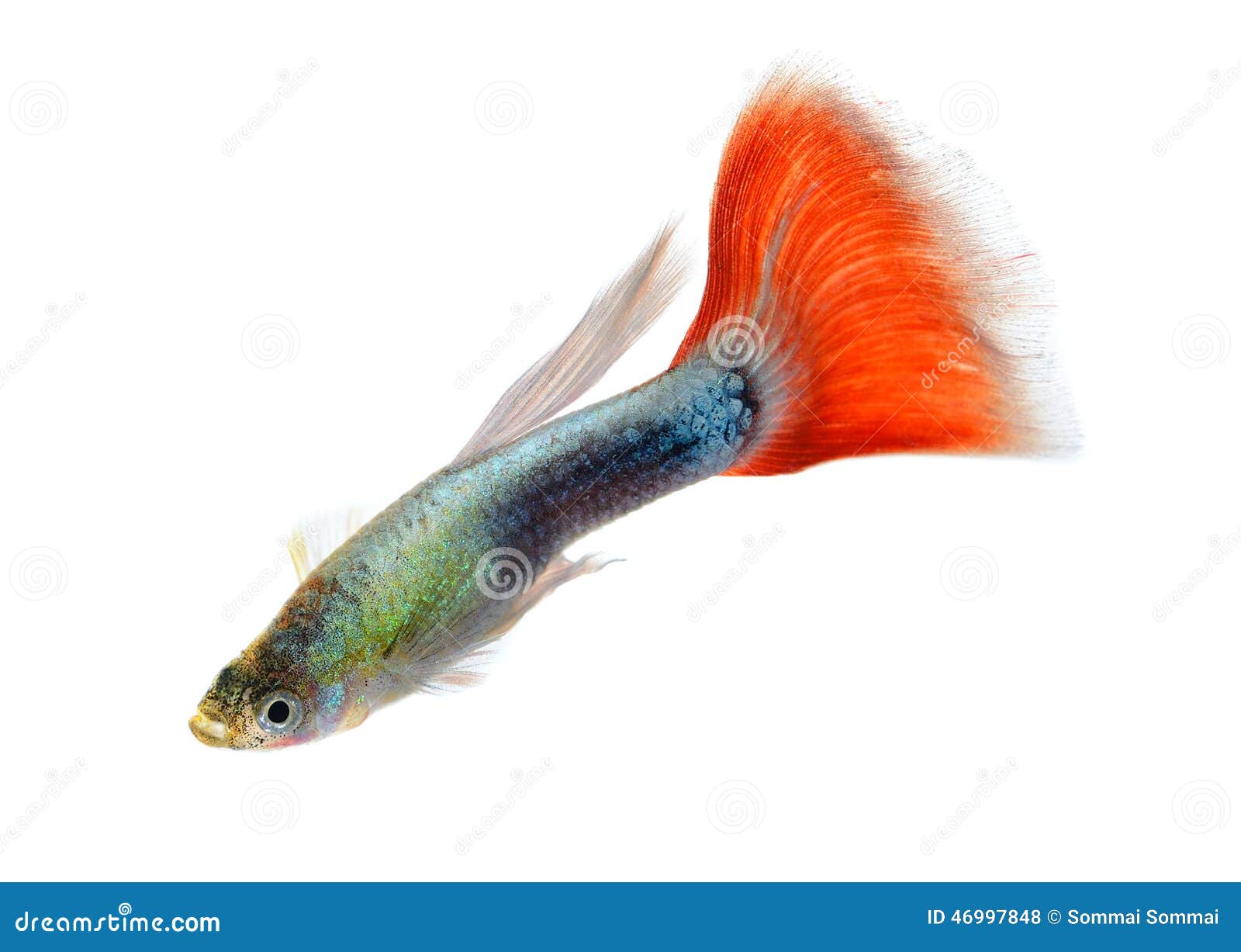 Beautiful Guppy Isolated on Black Background Stock Photo - Image of ...