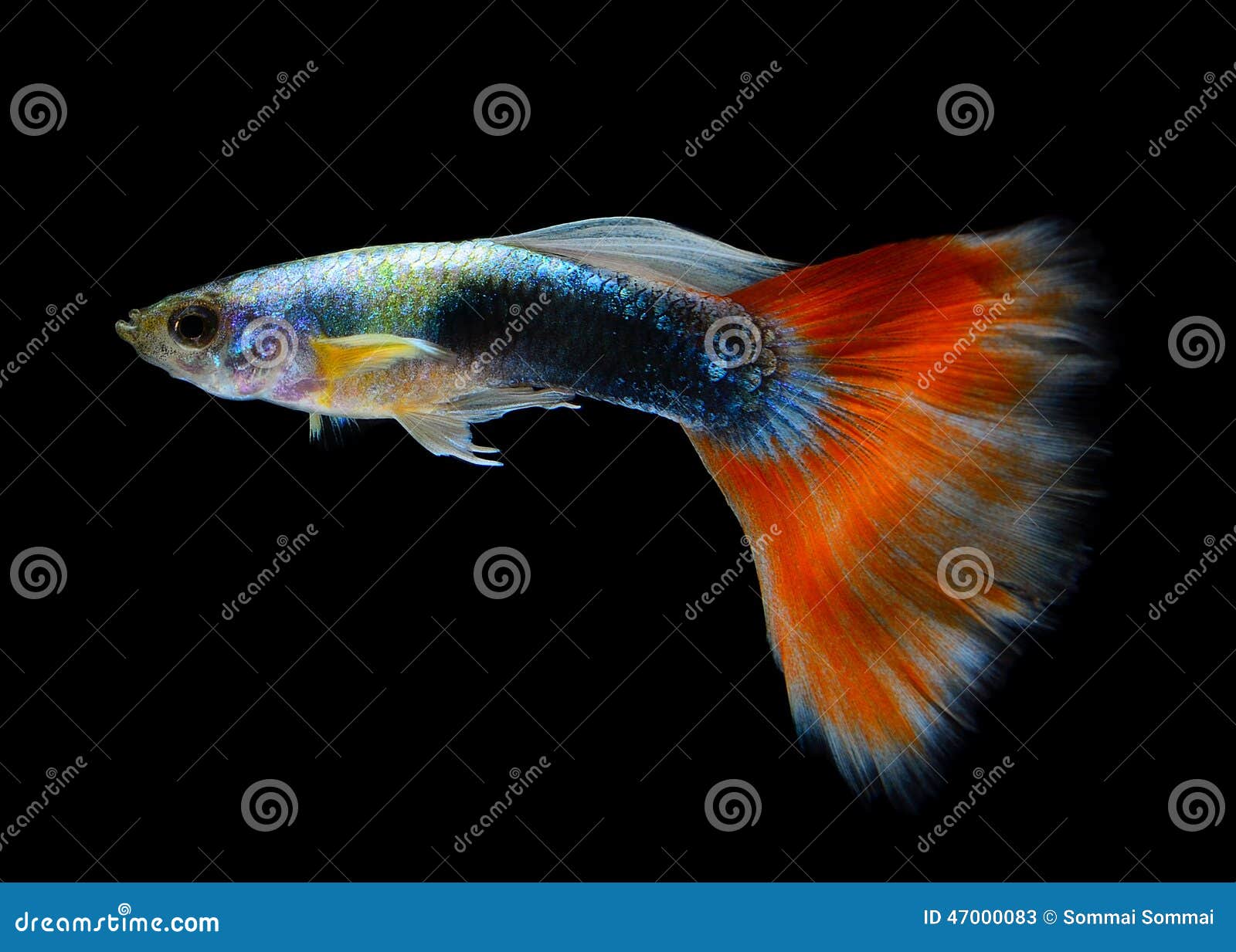 Beautiful Guppy Isolated on Black Background Stock Image - Image of ...