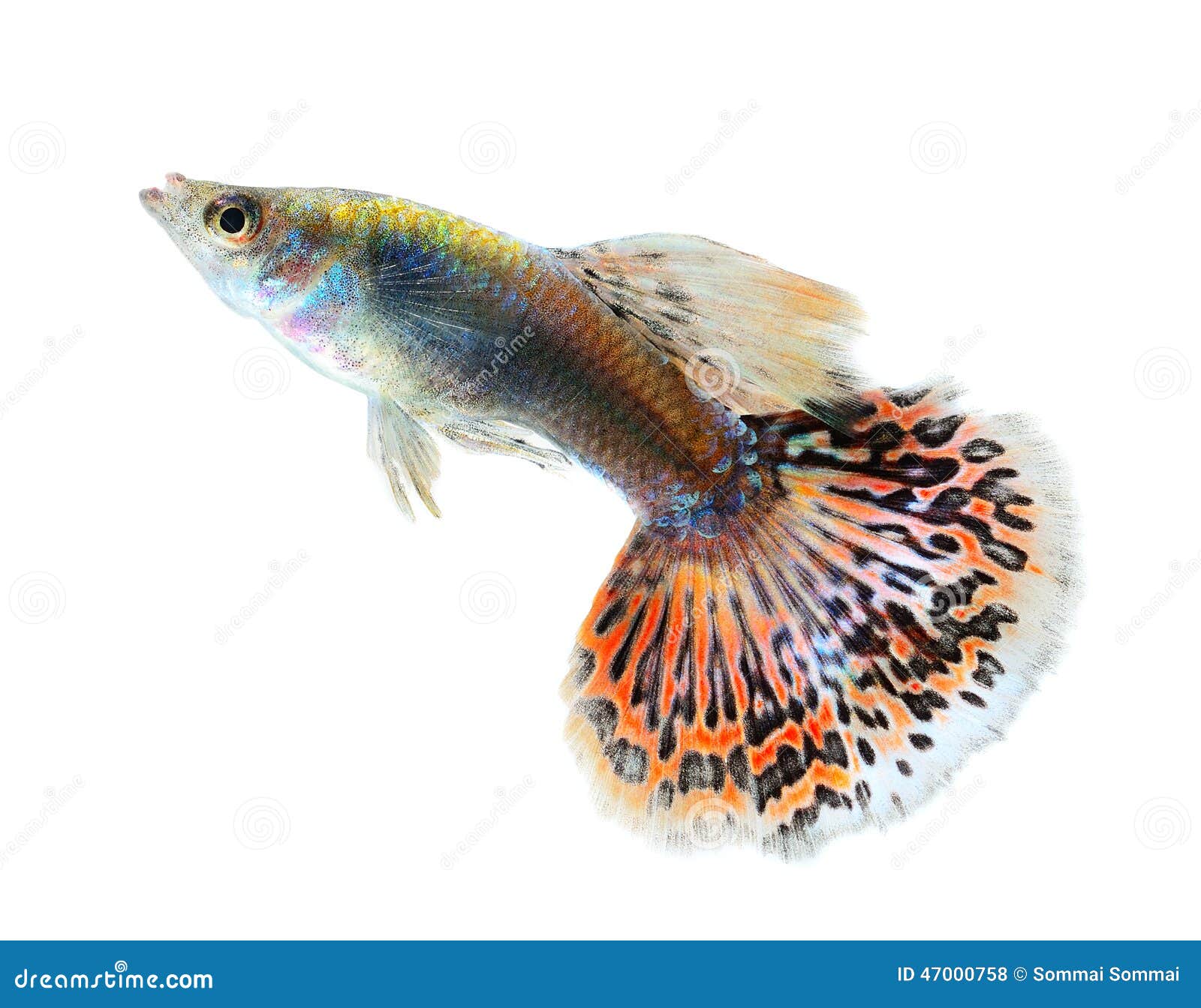 Beautiful Guppy Isolated on Black Background Stock Photo - Image of ...
