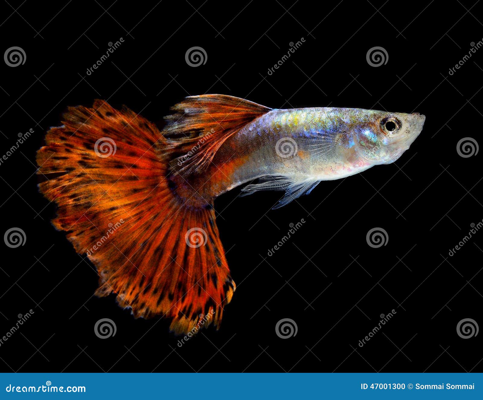 Beautiful Guppy Isolated on Black Background Stock Photo - Image of ...