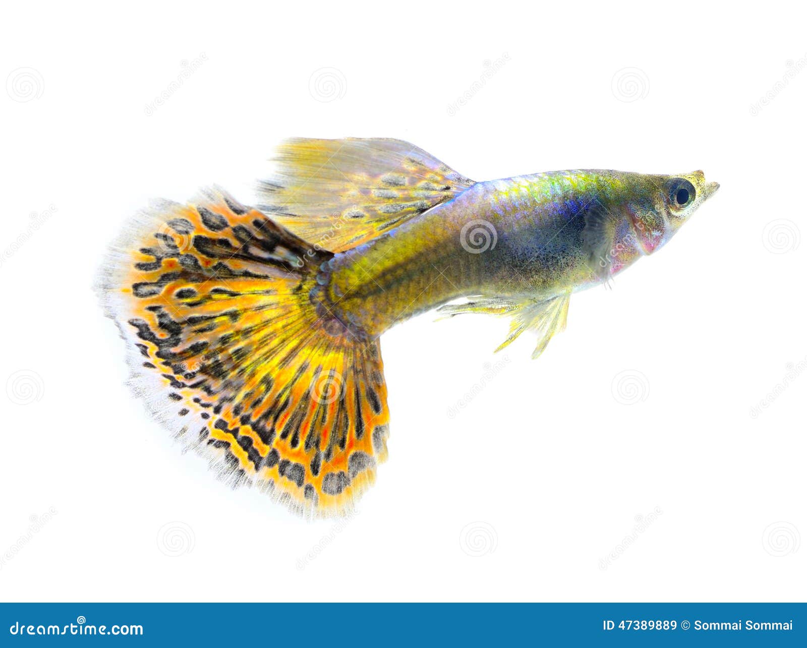 Beautiful Guppy on White Background Stock Image - Image of male ...