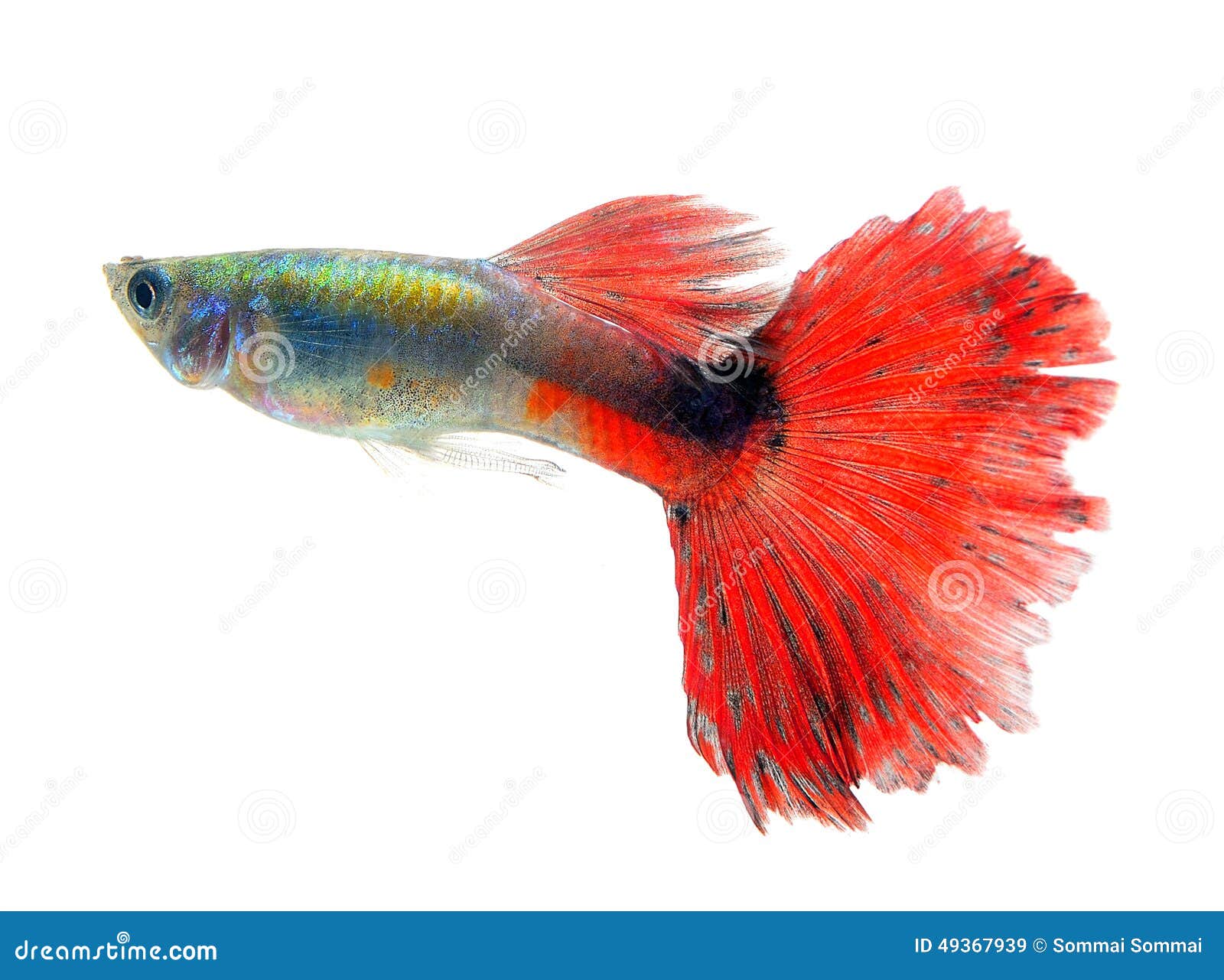 Beautiful Guppy on Whte Background Stock Image - Image of swim ...