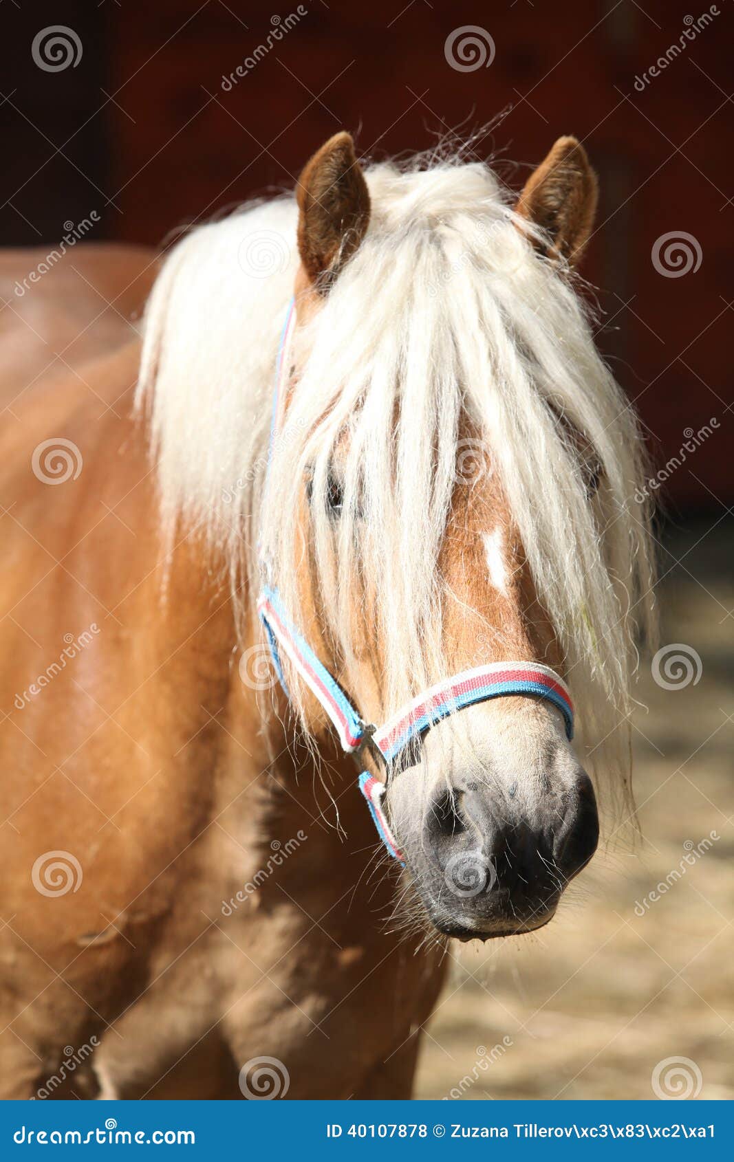 Beautiful Haflinger with Colorfull Halter Stock Photo - Image of ...