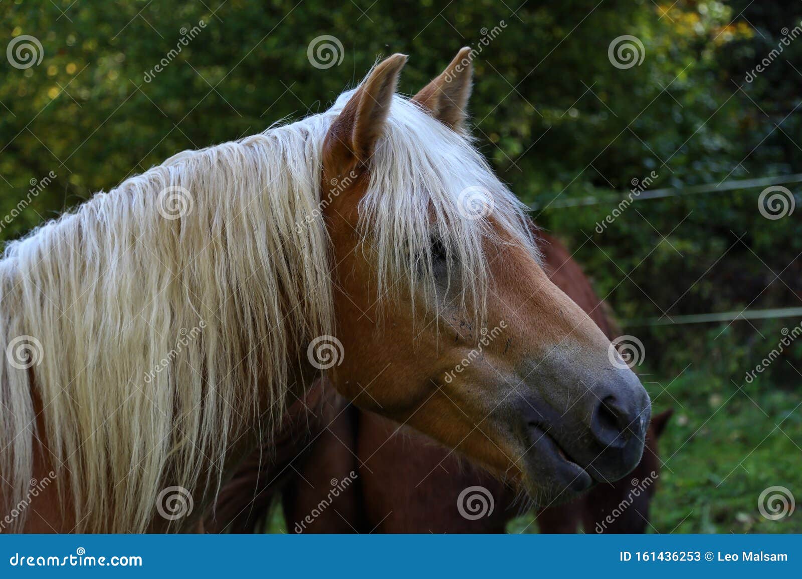 Beautiful Haflinger Horse Head Portrait on the Paddock Stock Image ...