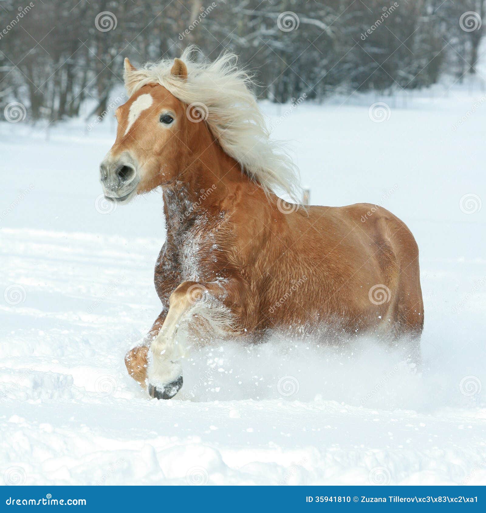 Beautiful Haflinger with Long Mane Running in Snow Stock Photo - Image ...