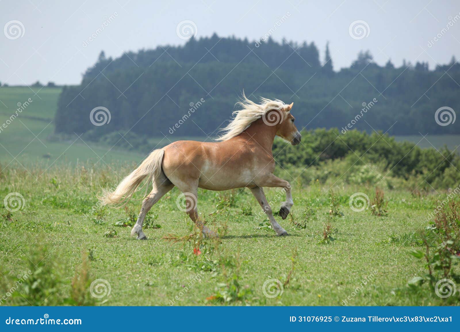 Beautiful Haflinger Running Away Stock Image - Image of color, equine ...
