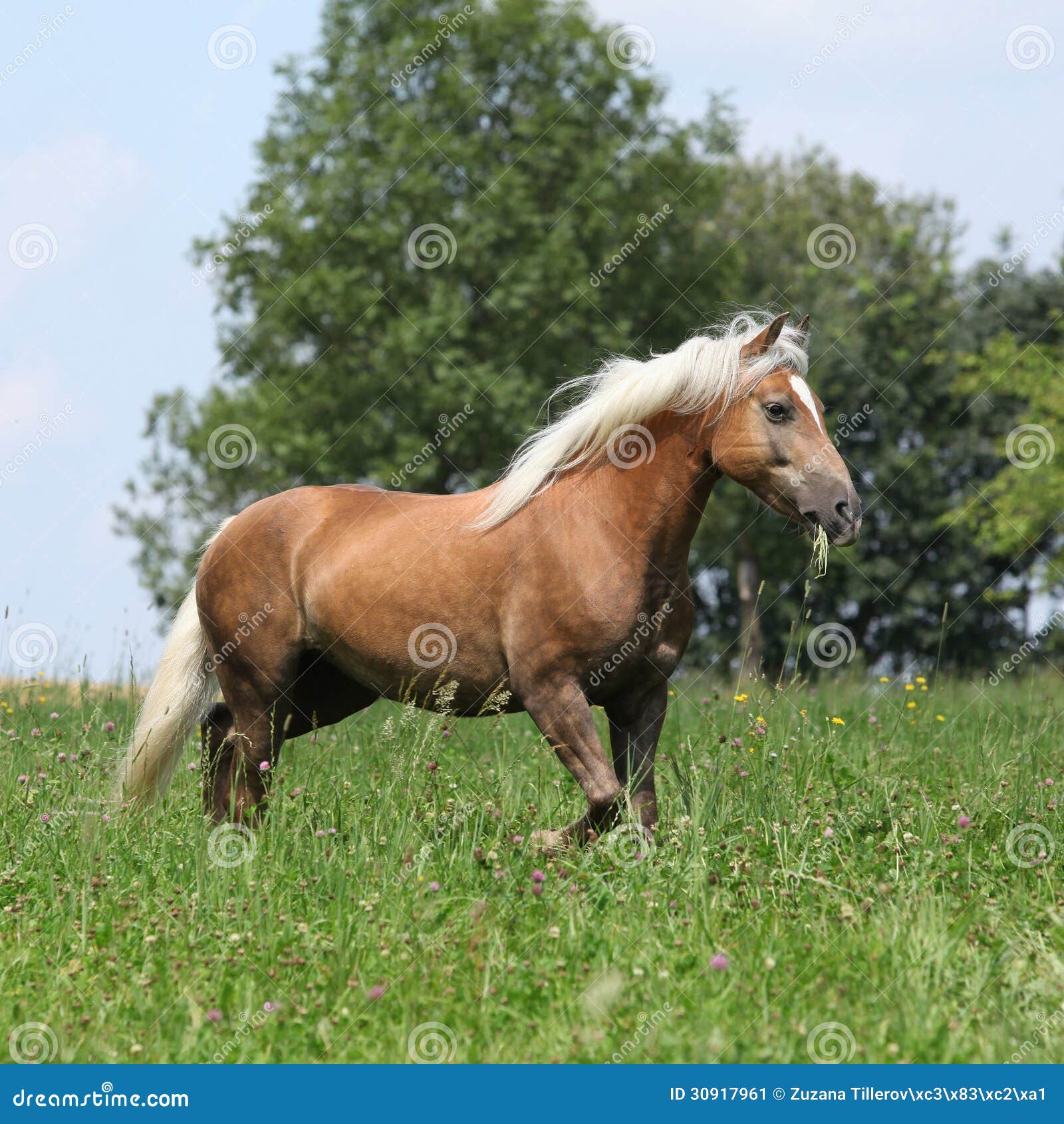 Beautiful Haflinger Running in Freedom while Eating Grass Stock Image ...