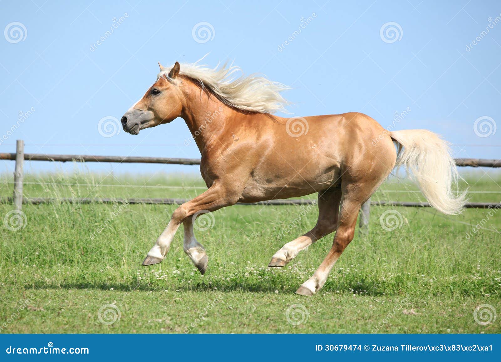 Beautiful Haflinger Stallion Running on Pasturage Stock Photo - Image ...