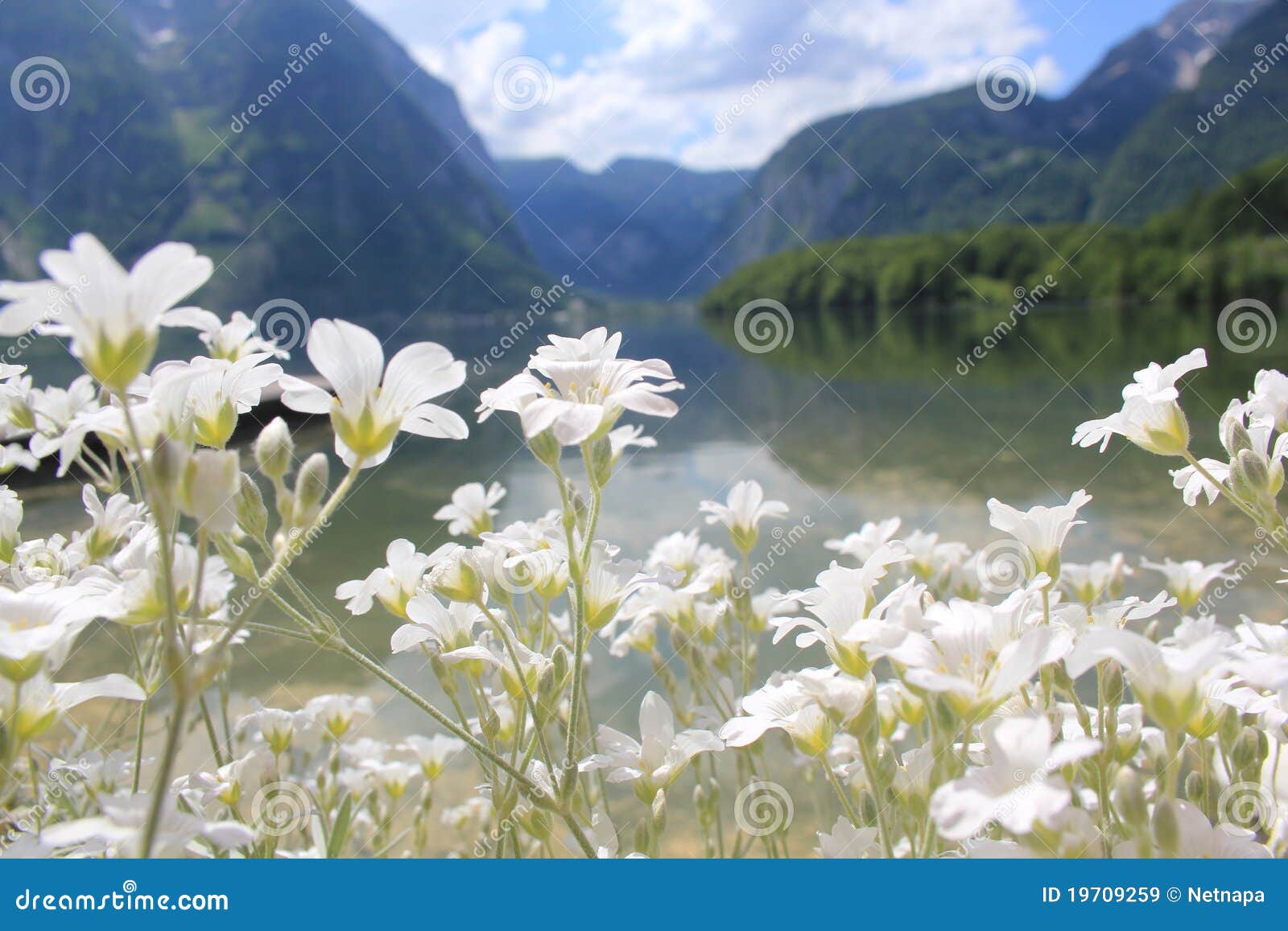 Beautiful Hallstatt Lake in Austria Stock Image - Image of austria ...