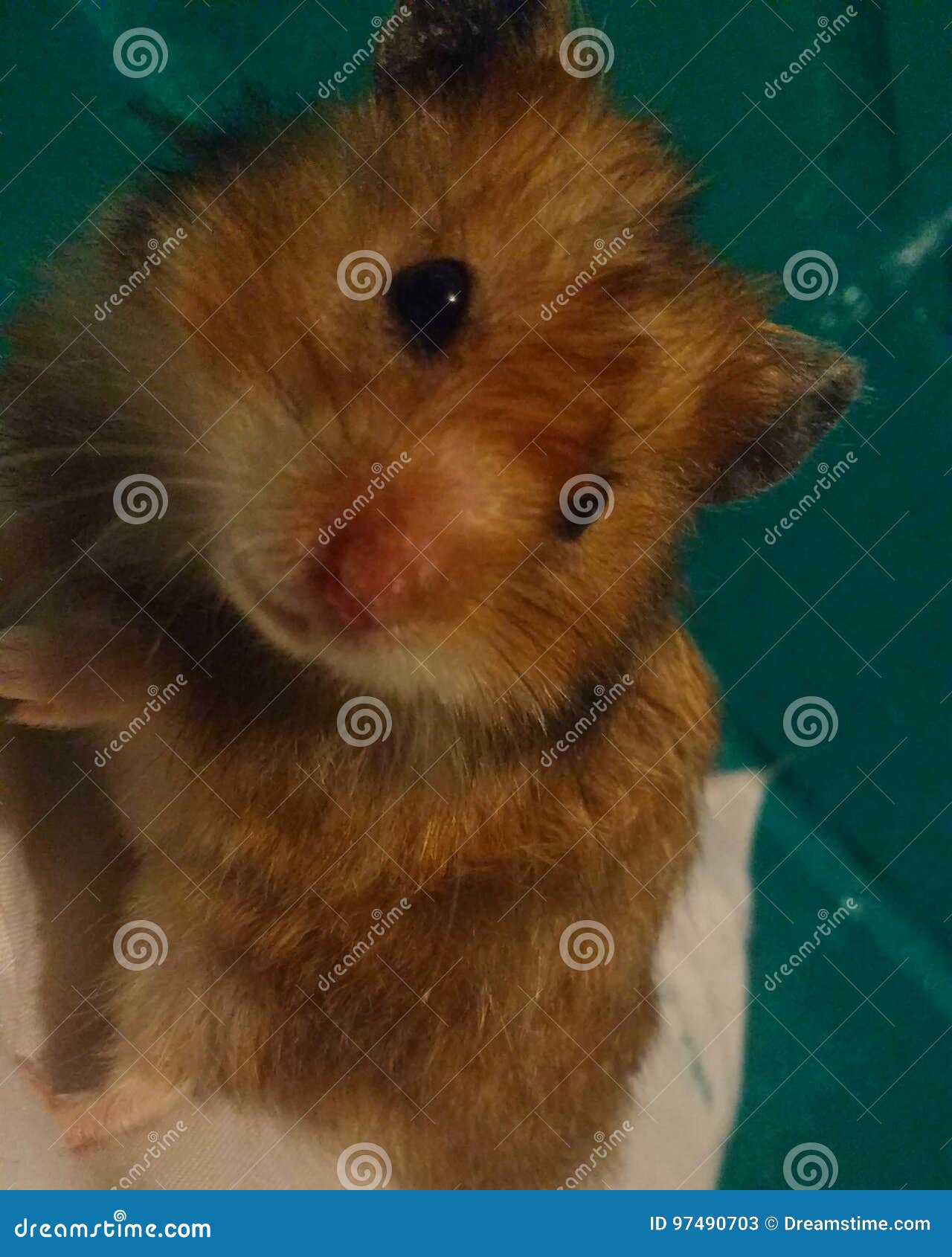 Beautiful Hamster stock image. Image of beautiful, hamster - 97490703