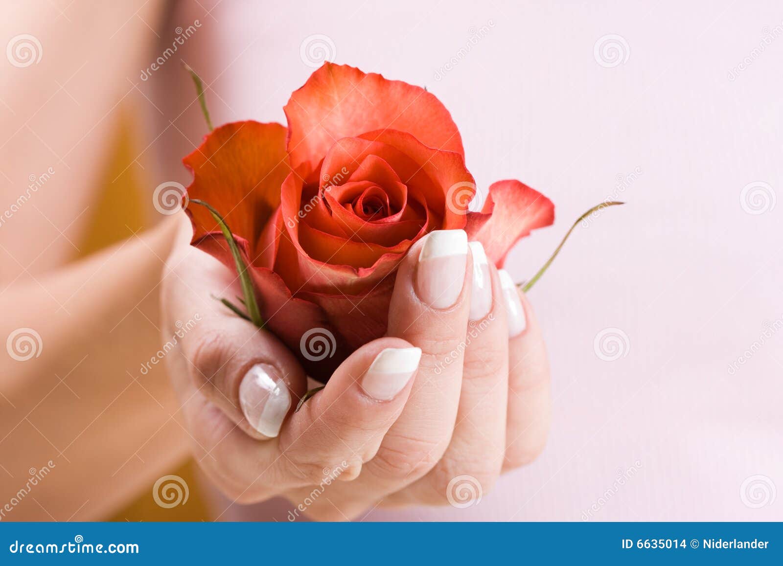 Beautiful hand with rose stock photo. Image of skin, manicure - 6635014