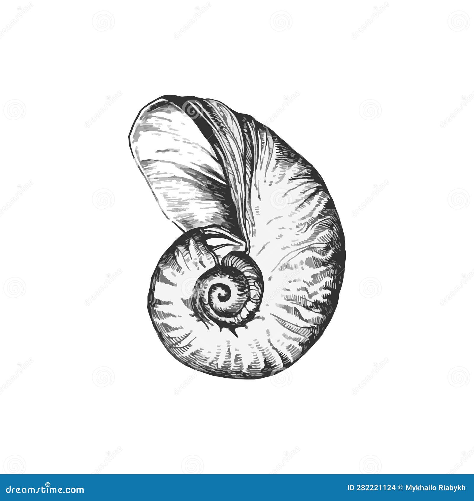 Handdrawn Shell Illustration, Shell Drawing, Sea Element, Ocean, Water ...