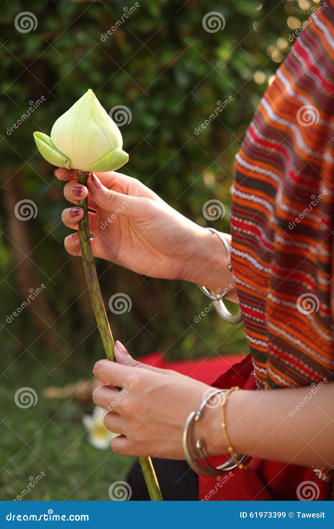 Beautiful Hands Holding Lotus Stock Image - Image of beautiful, finger ...
