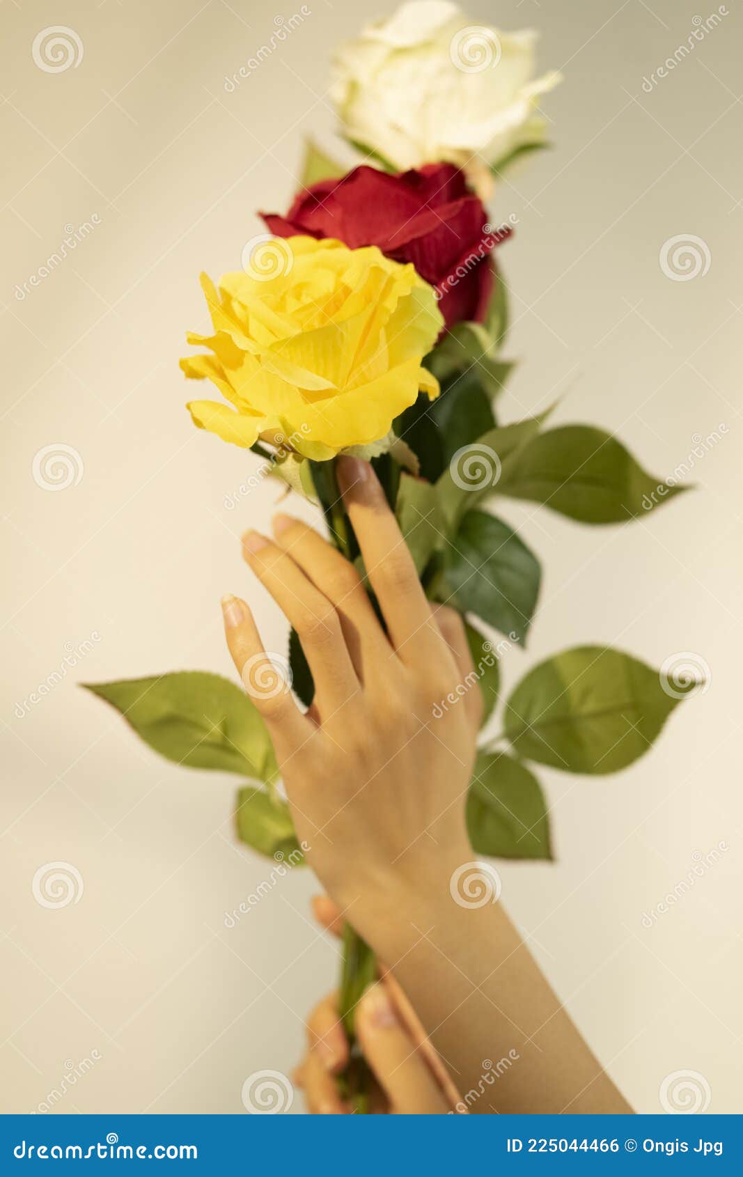 Beautiful Hands are Posing with Roses Stock Photo - Image of houseplant ...
