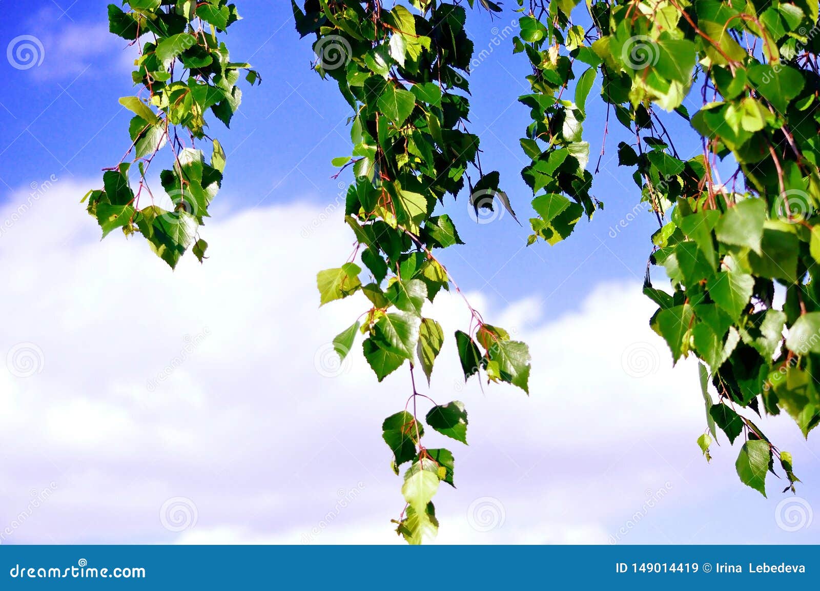 Beautiful Hanging Birch Branches Against a Clean Blue Sky Stock Image ...