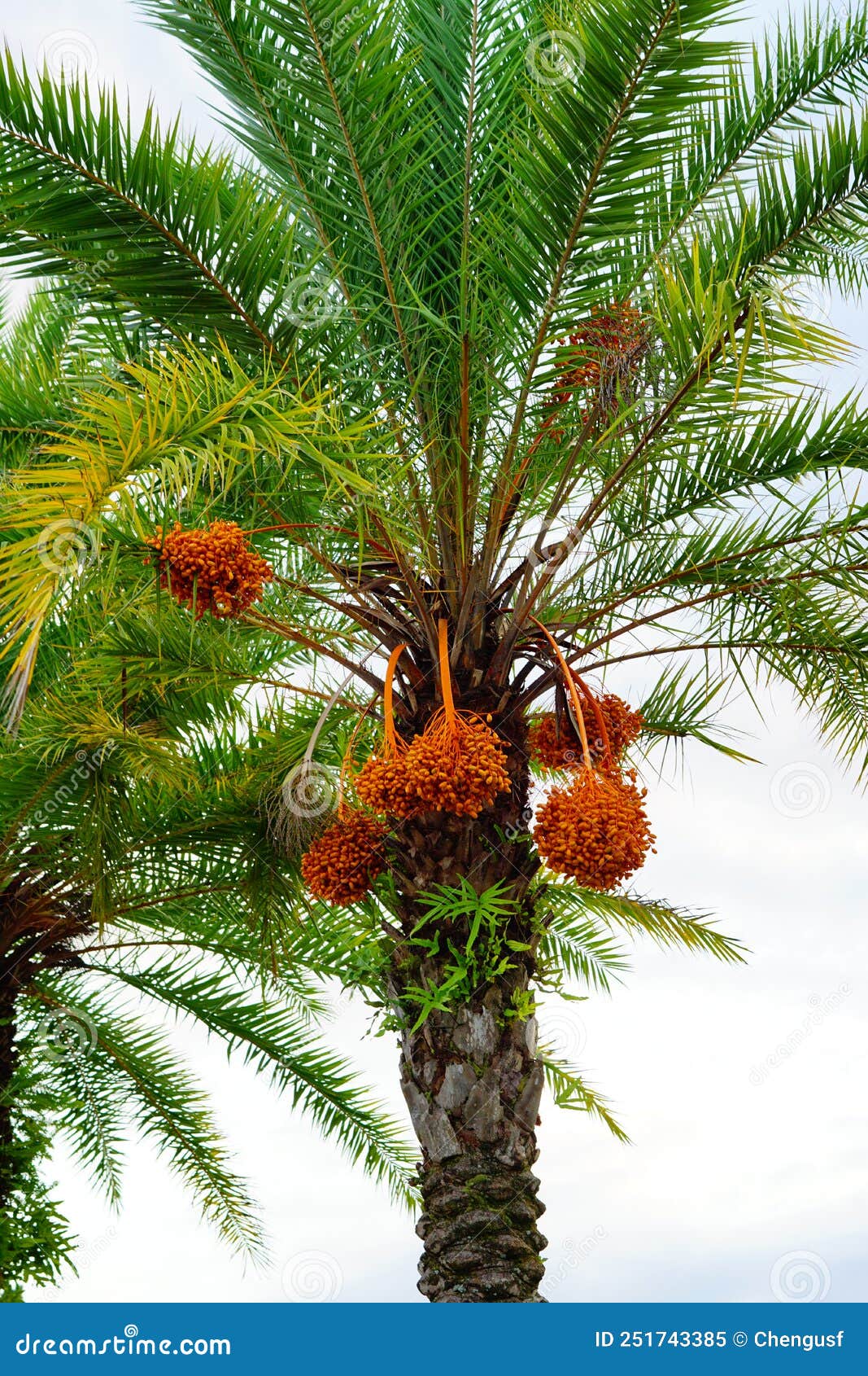 Hanging Orange Palm Tree Fruit Stock Image - Image of heart, dart ...