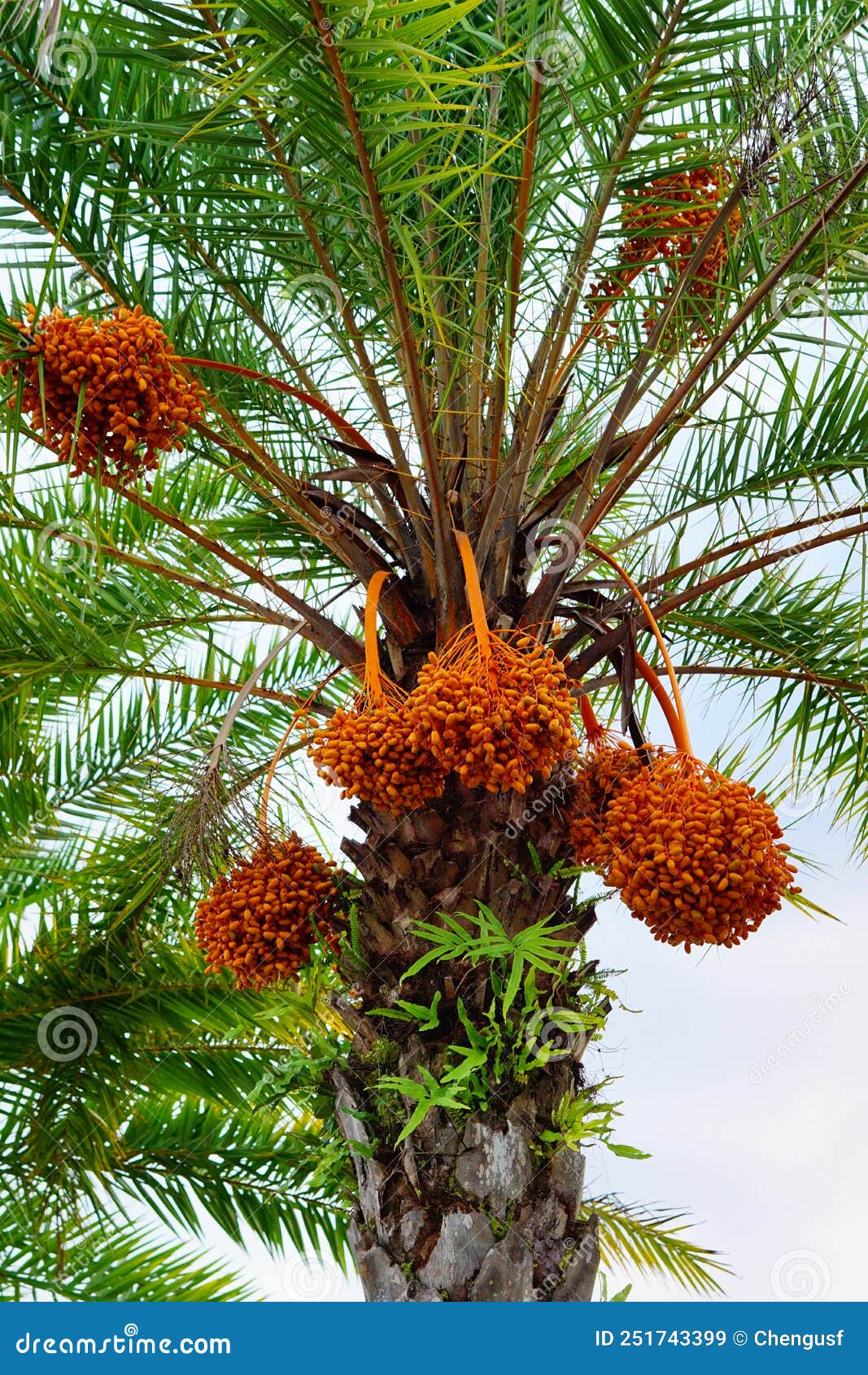 Hanging Orange Palm Tree Fruit Stock Image - Image of arrow, natural ...