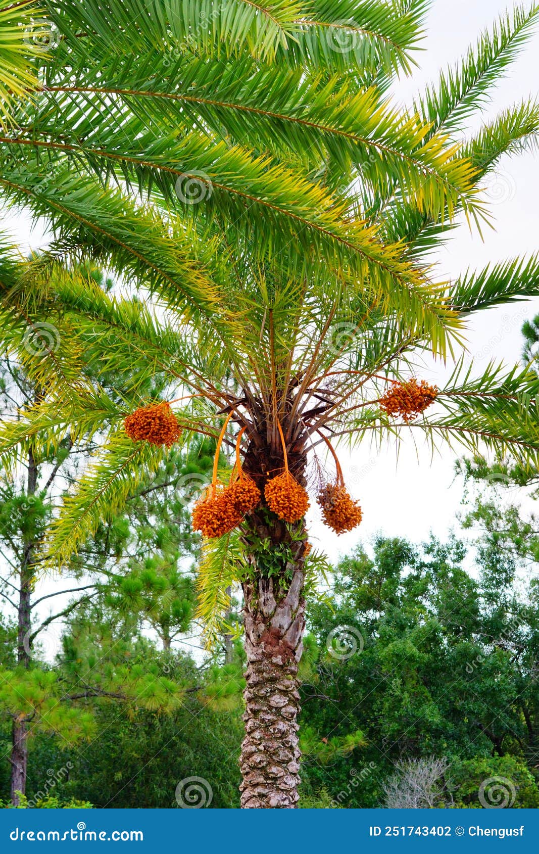 Hanging Orange Palm Tree Fruit Stock Photo - Image of natural, berry ...