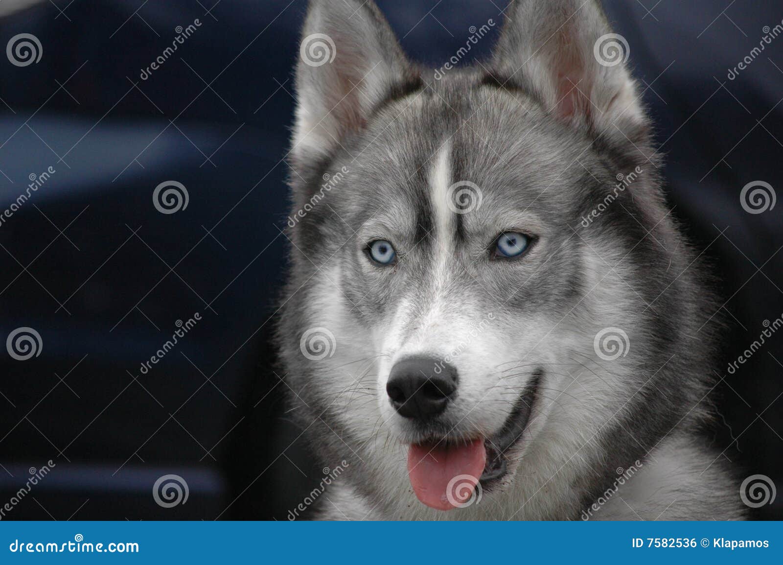 Beautiful Happy Husky stock photo. Image of beautiful - 7582536