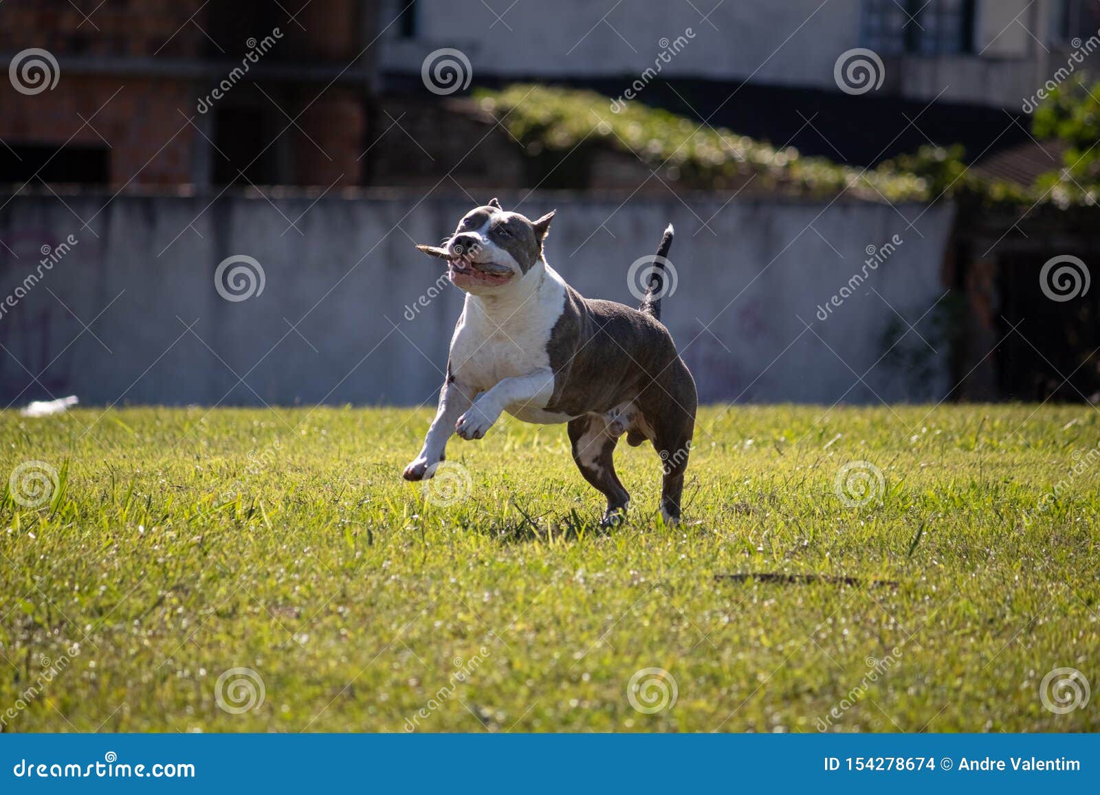 Beautiful Happy Pit Bull Dog while Playing in the Park Stock Photo ...