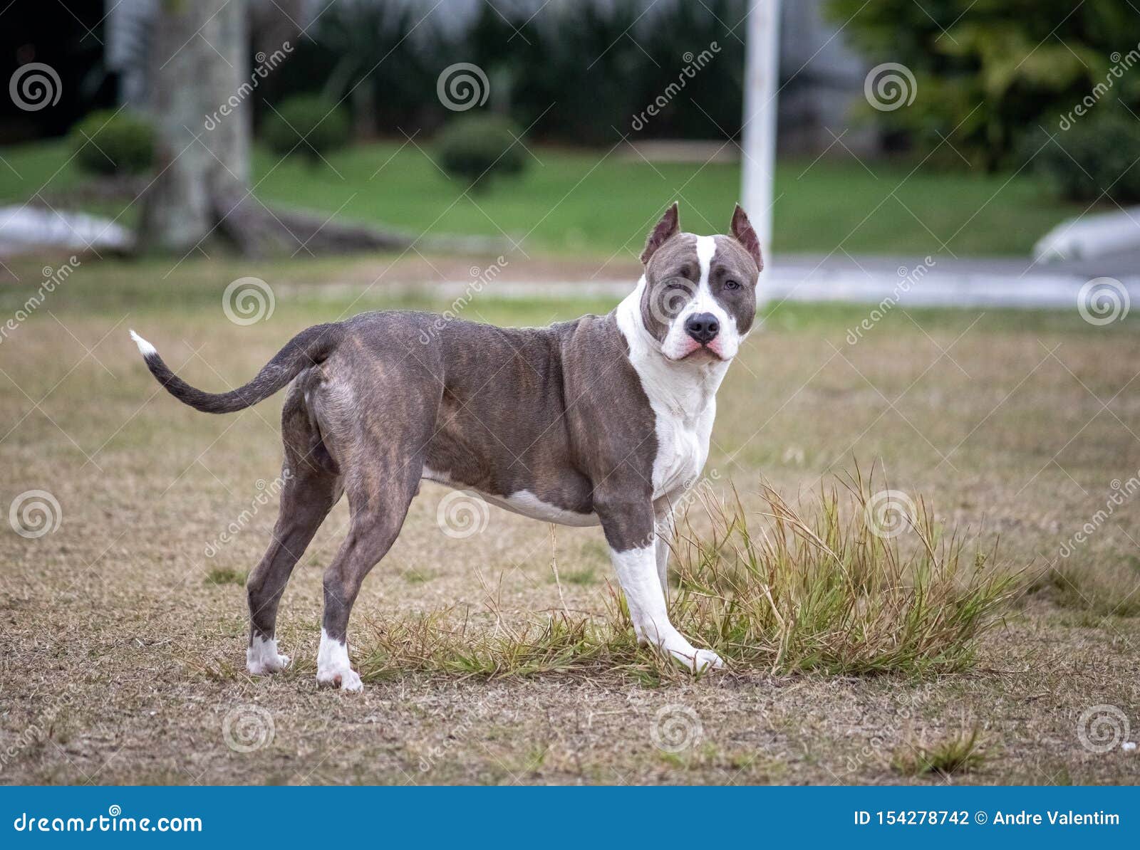 Beautiful Happy Pit Bull Dog while Playing in the Park Stock Photo ...