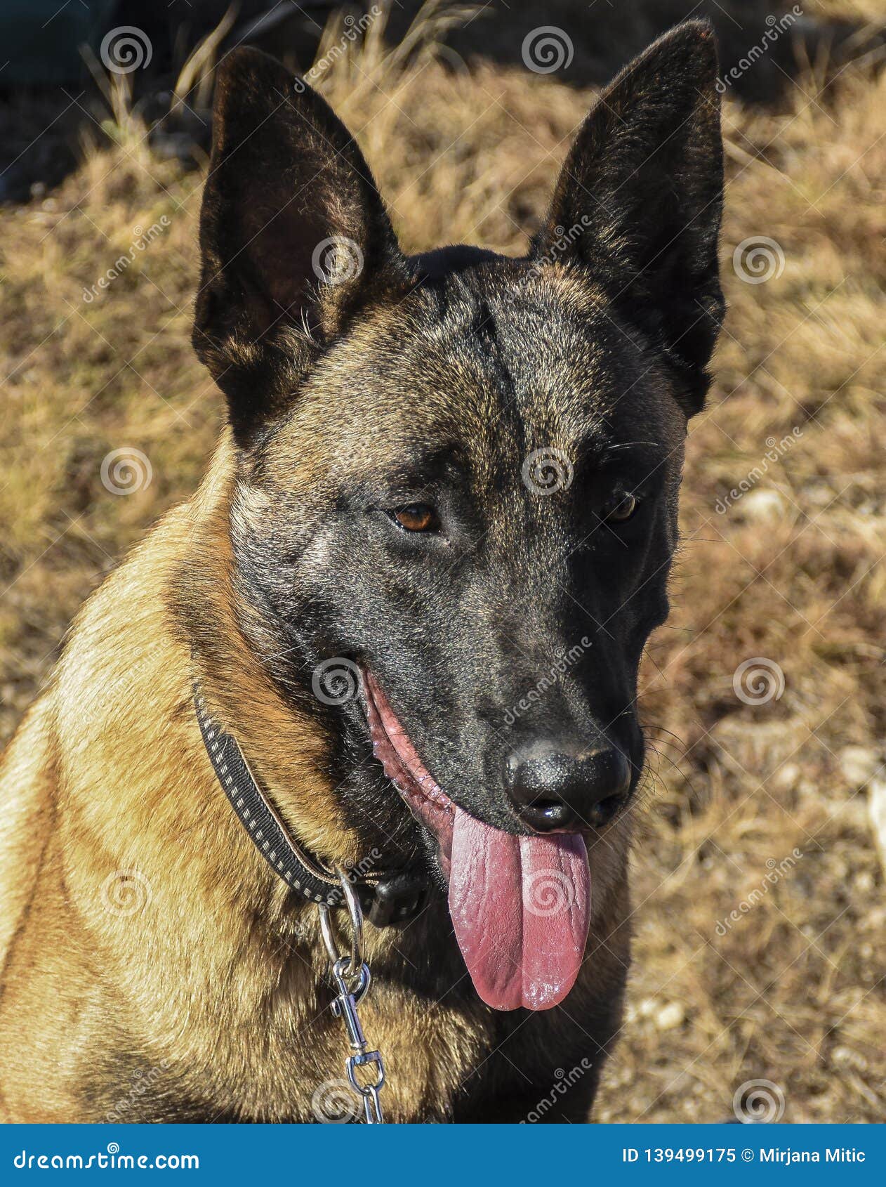 Beautiful happy yellow dog stock image. Image of flowers - 139499175