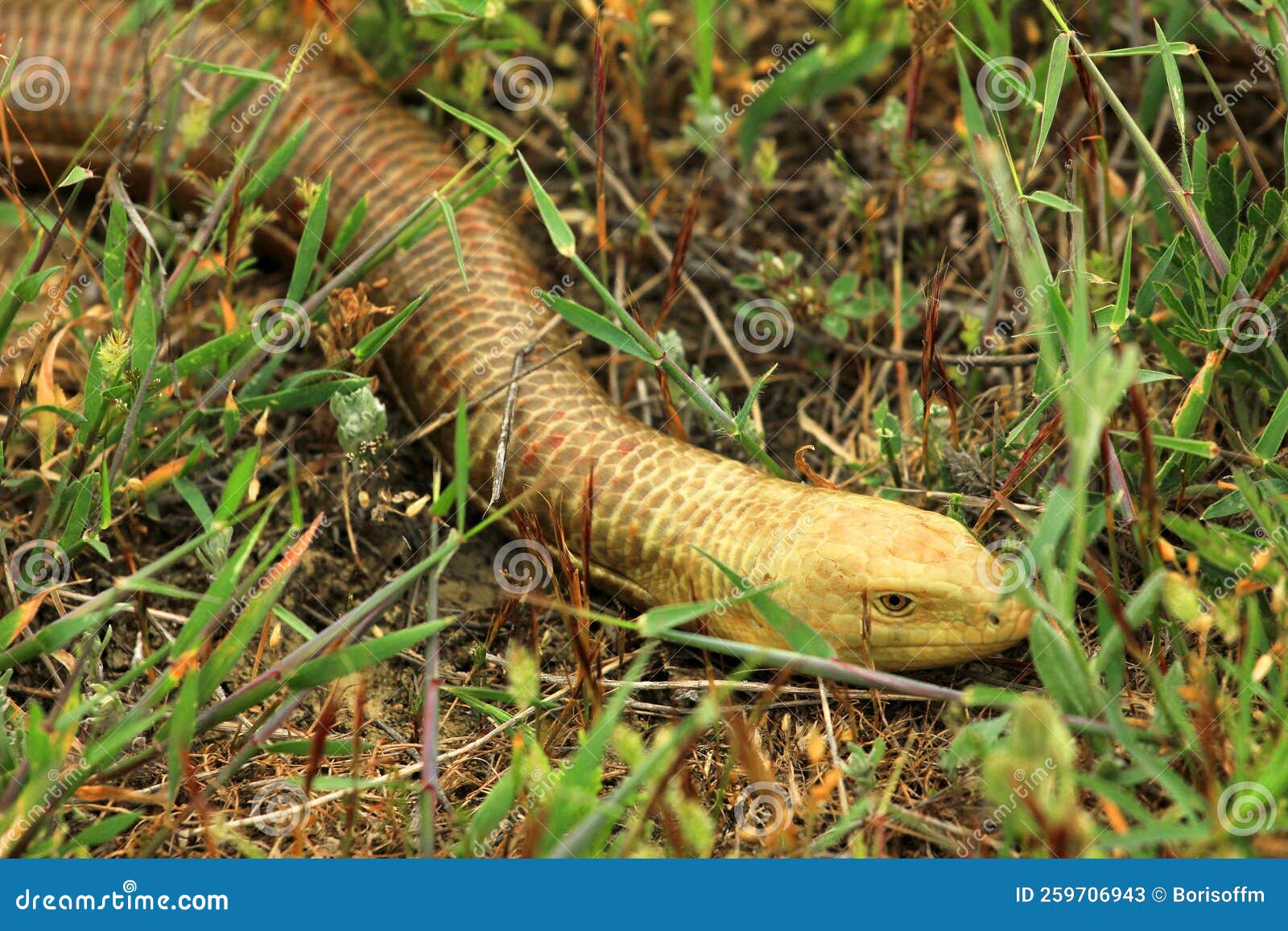 Beautiful Harmless Yellow Snake Stock Image - Image of close, young ...