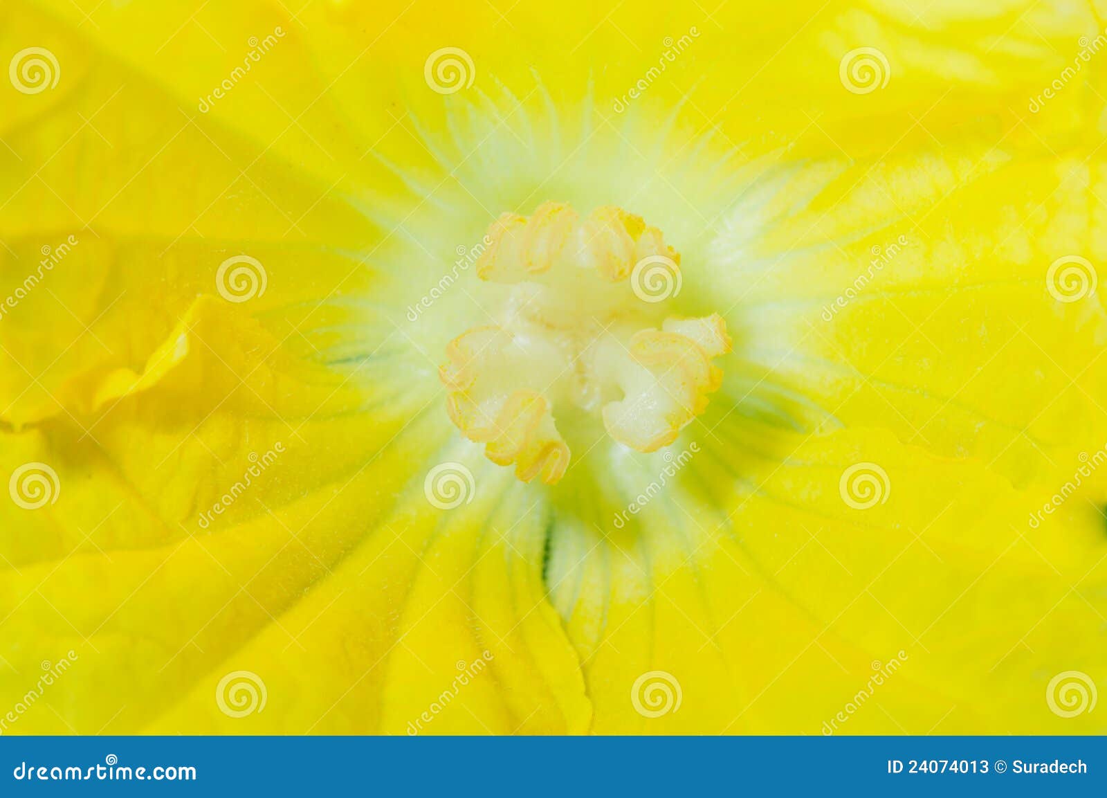 Beautiful Hatch flower stock image. Image of fresh, outdoor - 24074013