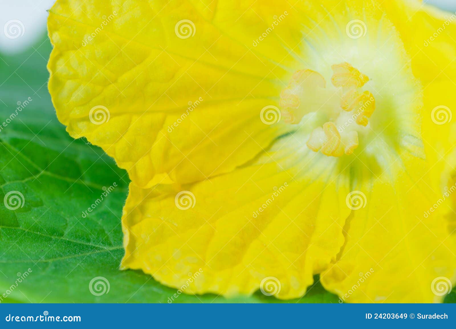 Beautiful Hatch flower stock image. Image of tree, outdoor - 24203649