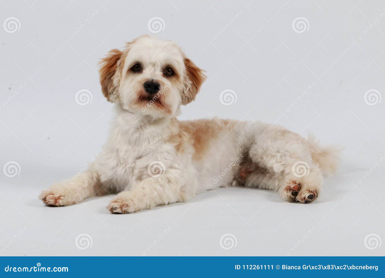 Beautiful Havanese Portrait in the Studio Stock Image - Image of alone ...