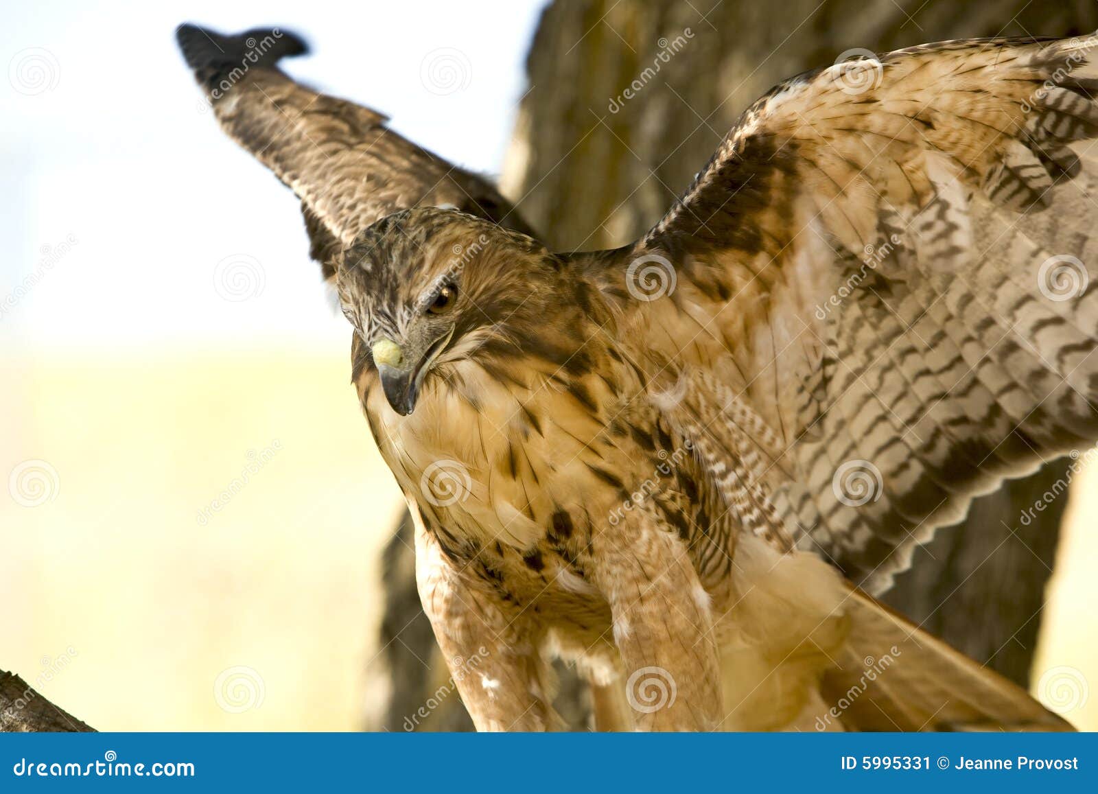 Beautiful Hawk stock image. Image of wildlife, hawk, american - 5995331