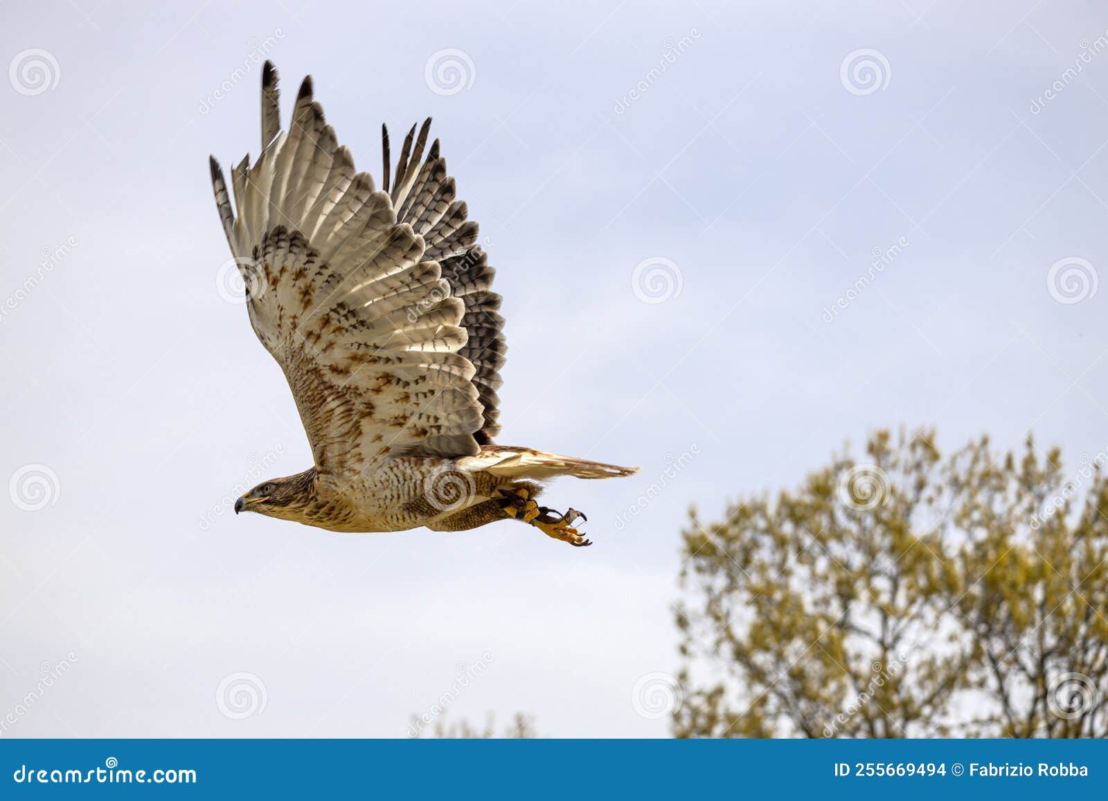 Beautiful Hawk Bird Of Prey Foraging For Food At Display Royalty-Free ...