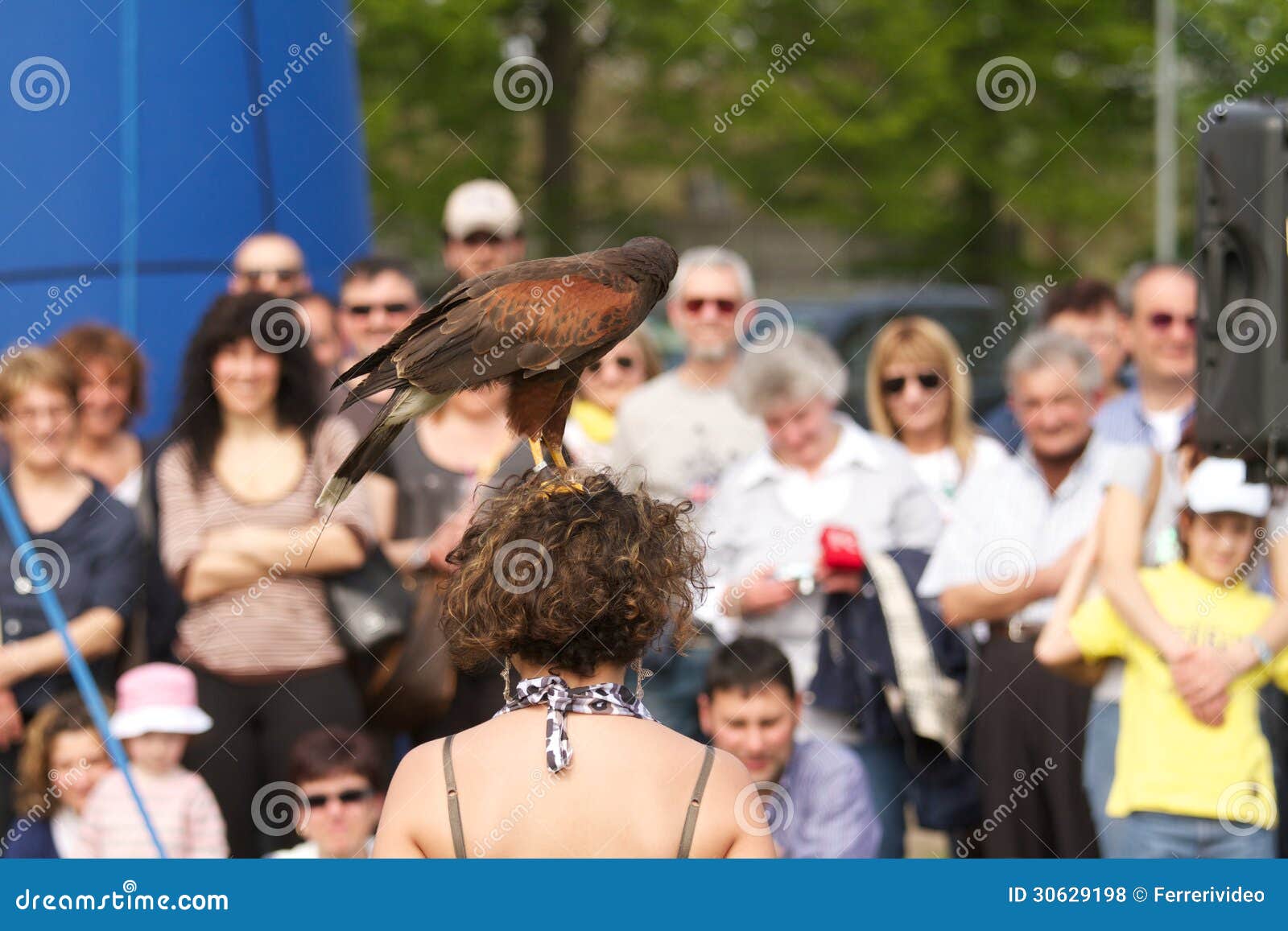 Beautiful hawk editorial stock photo. Image of eyes, falcon - 30629198