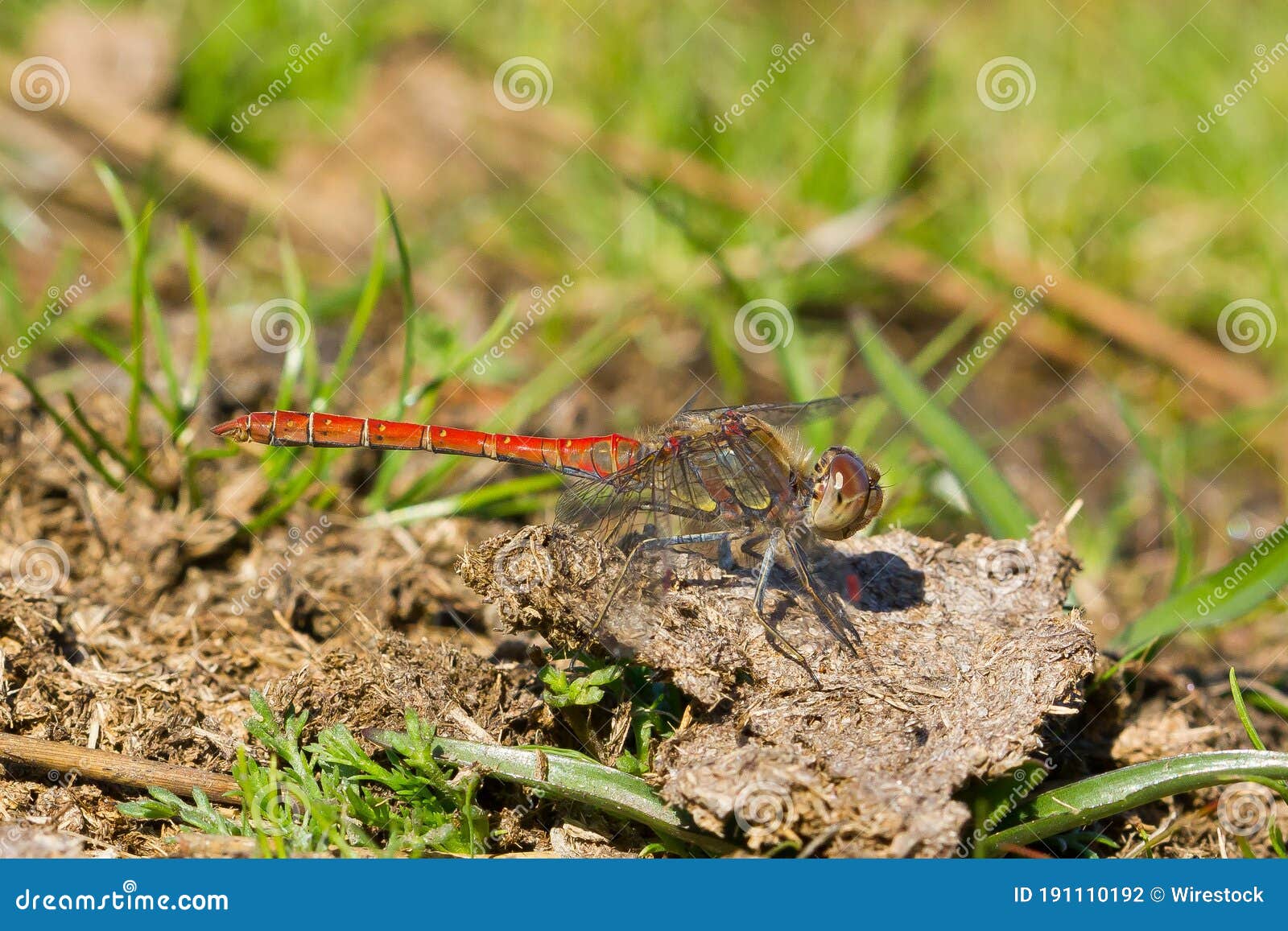 Beautiful Hawker with the Orange Tail Stock Photo - Image of wild ...