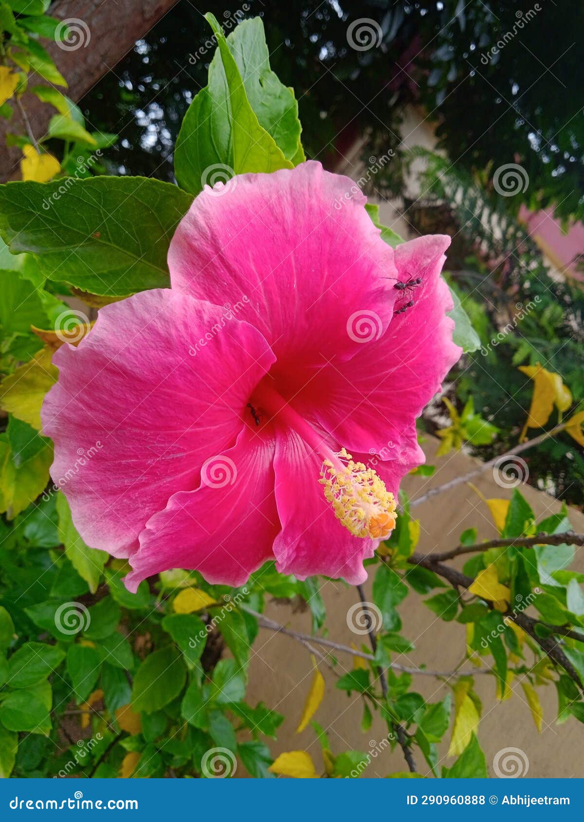 Beautiful HD Picture Very Nice Picture Cute Picture Stock Photo - Image ...