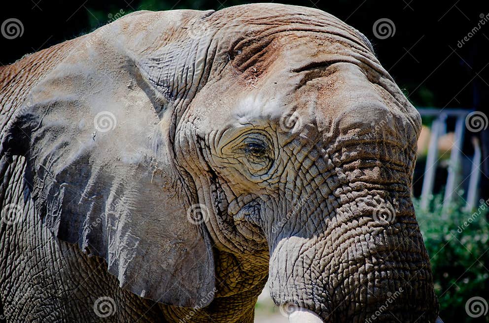 Elephant stock image. Image of mammal, animal, organism - 30164659