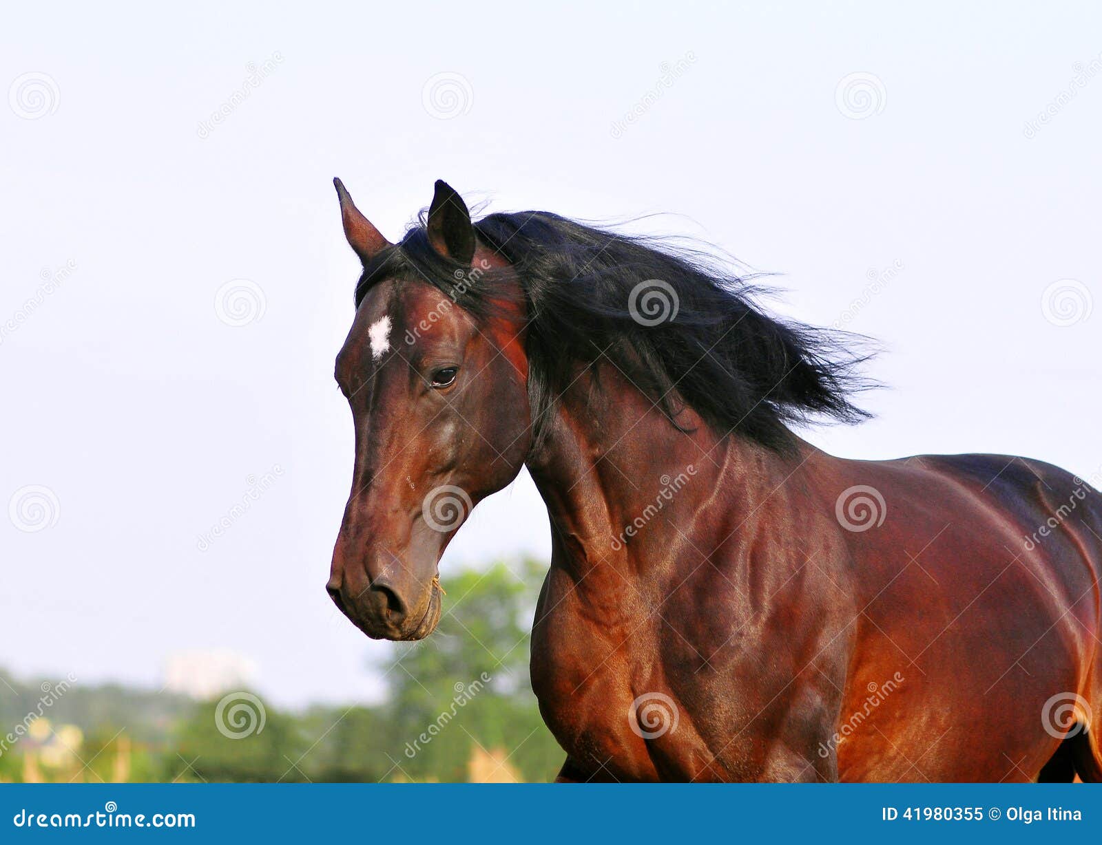 Beautiful Head Portrait of Bay Horse Stock Image - Image of mane, face ...