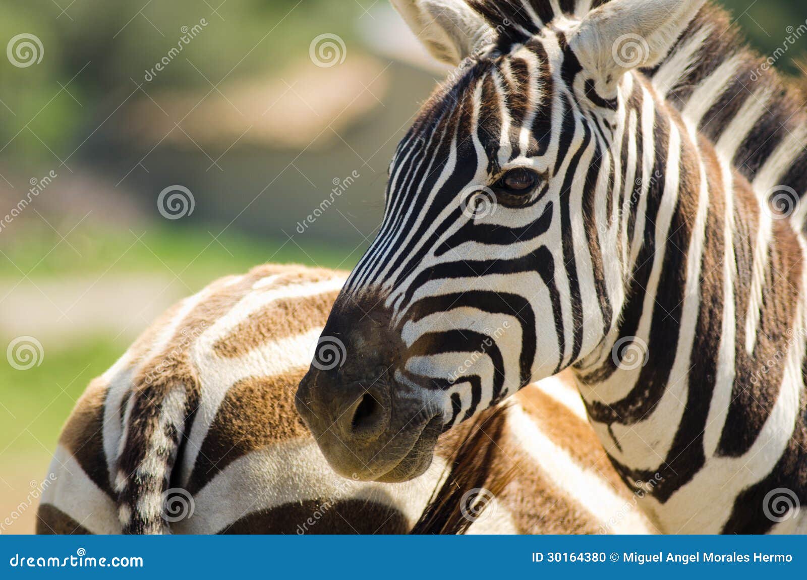 Zebras stock photo. Image of head, mammals, equines, zebras - 30164380