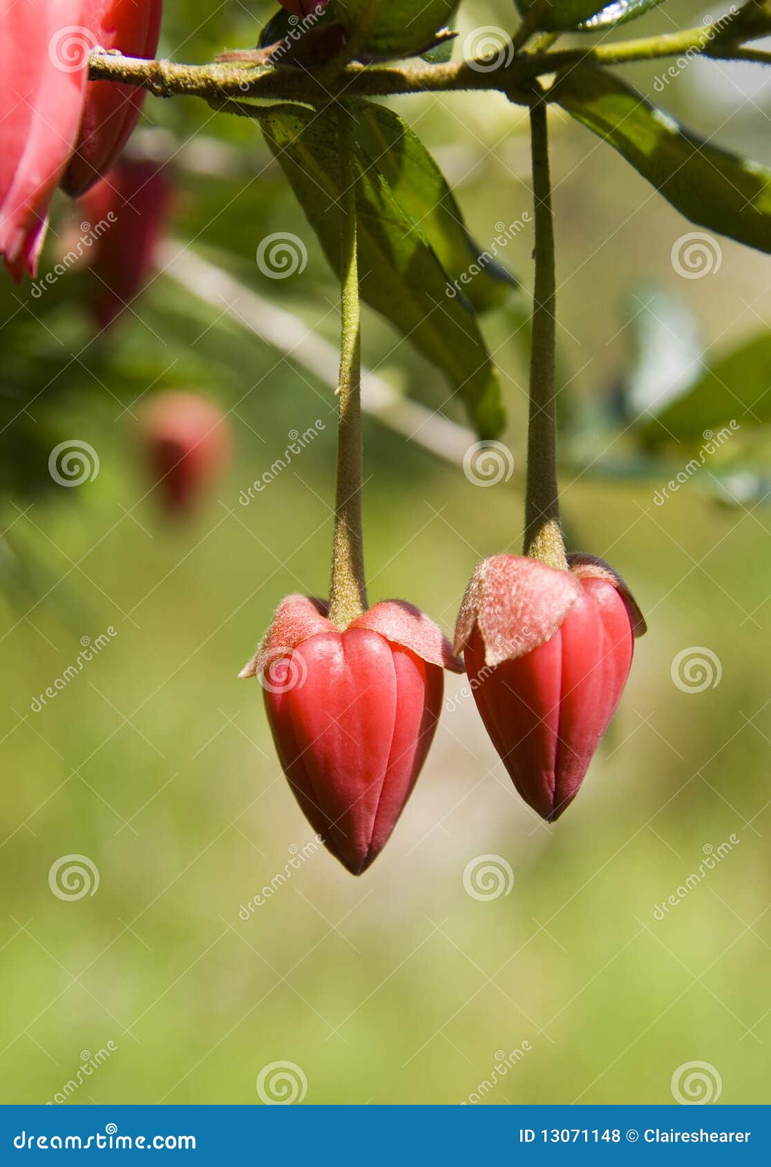 Beautiful Heart Shaped Seed Pods Stock Photo - Image of tree, gardens ...