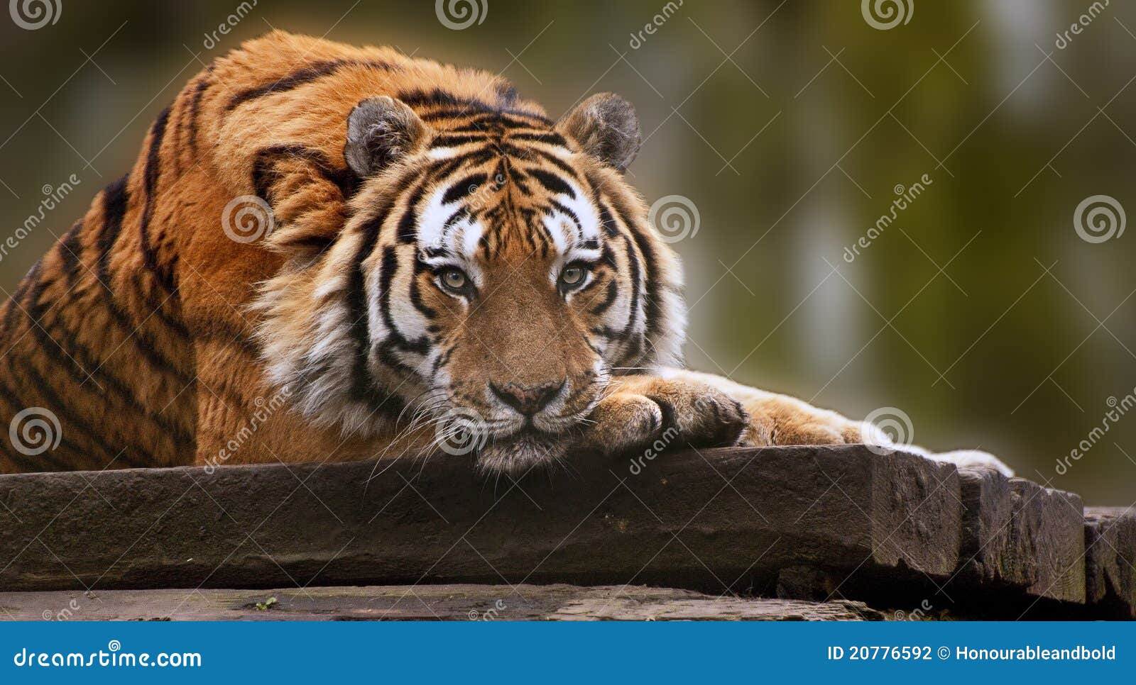 Beautiful Heartwarming Image of Tiger Laying Down Stock Photo - Image ...