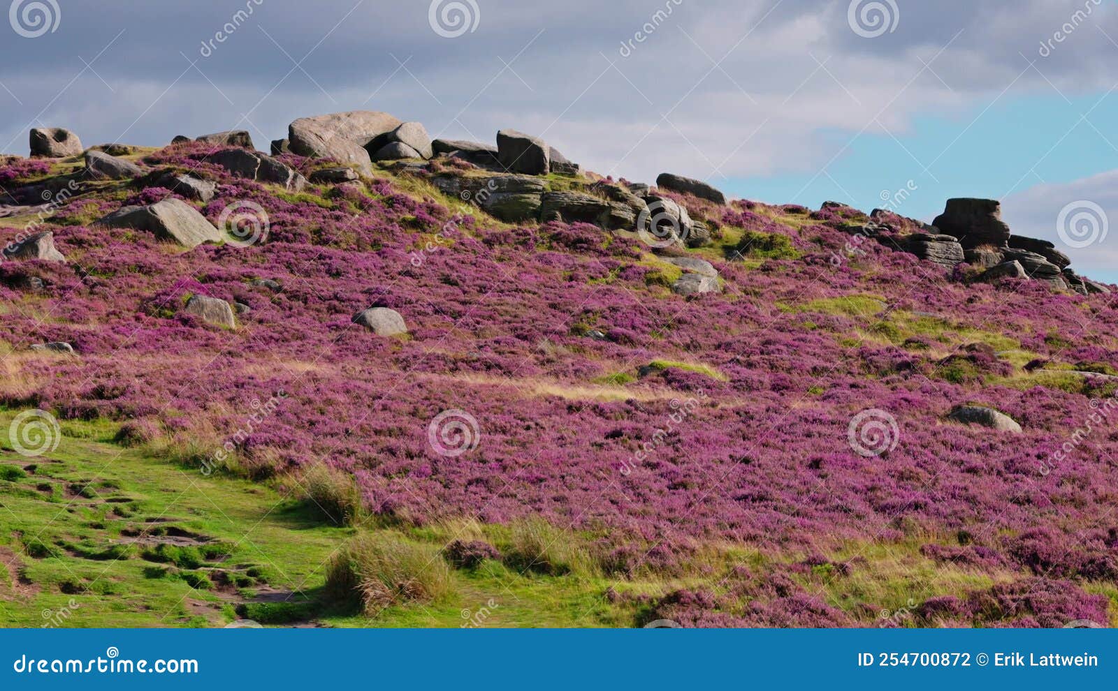 Beautiful Heather Fields in the Peak District Stock Footage - Video of ...